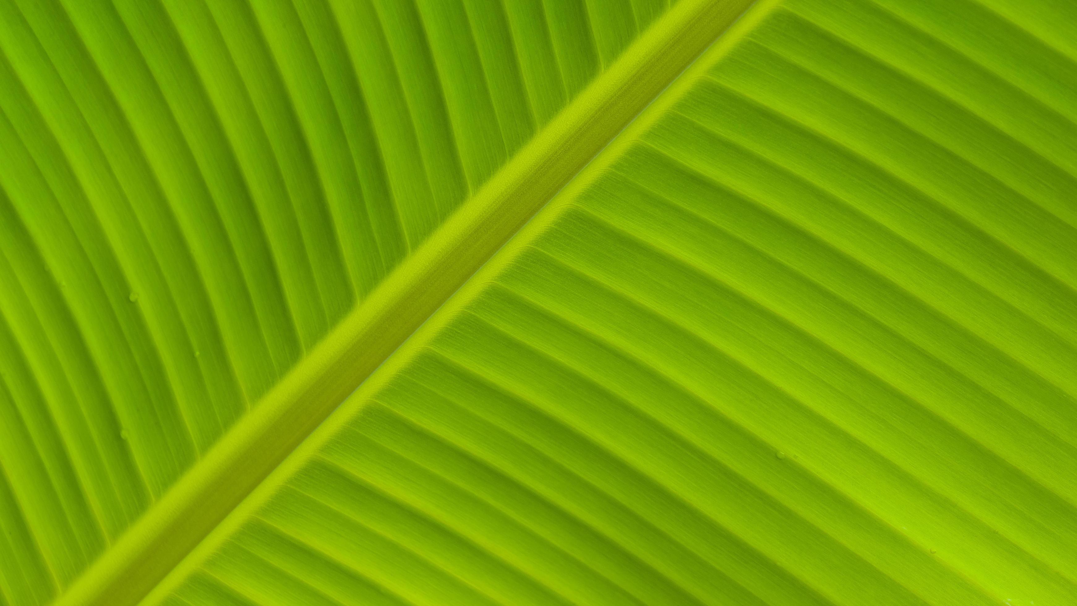 Close Up Pinnately Parallel Venation Stripes On Surface Of Green Banana Close Up Pinnately Parallel Venation Stripes On Surface Of Green Banana