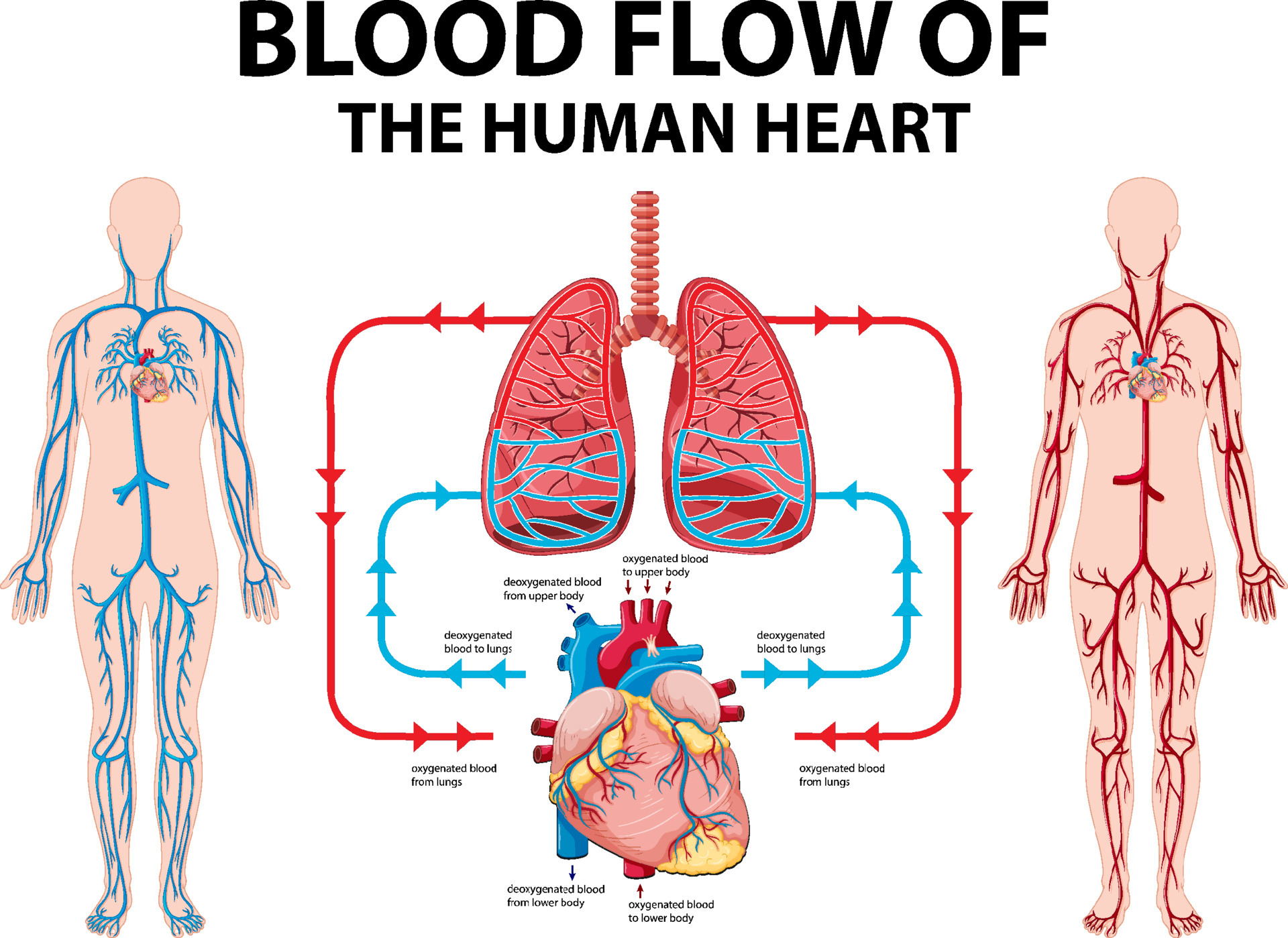 Diagram showing blood flow of human heart 6892475 Vector Art at Vecteezy Diagram showing blood flow of human heart 6892475 Vector Art at Vecteezy