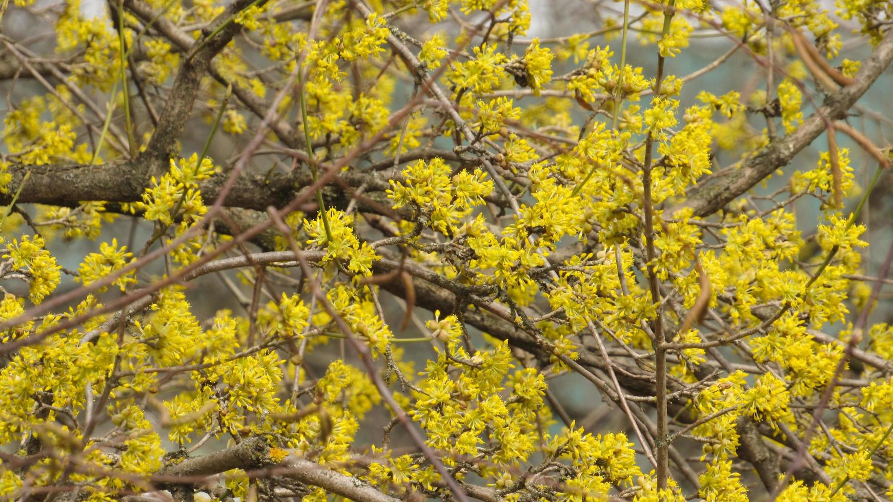 Nature background. flowering tree in spring. tree with flowers on ...