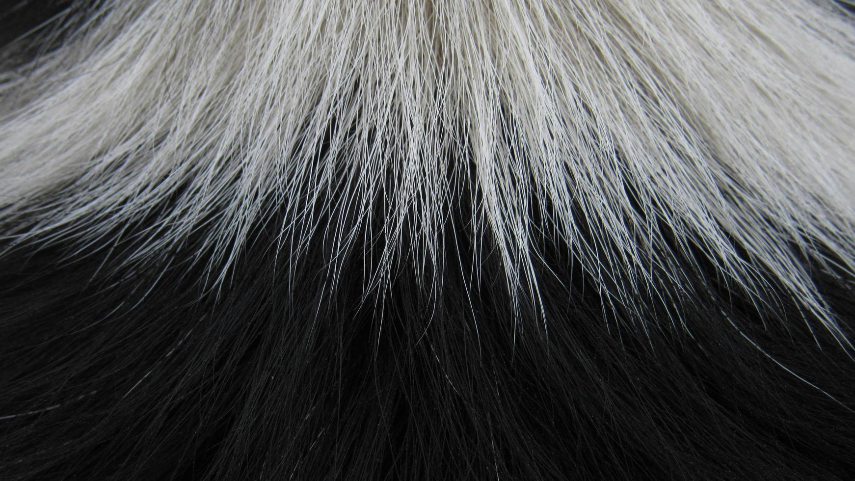 fur texture. close up of fur. fur background 6907461 Stock Photo at ...