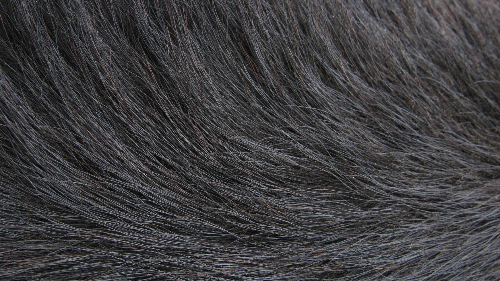 fur texture. close up of fur. fur background 6907468 Stock Photo at ...