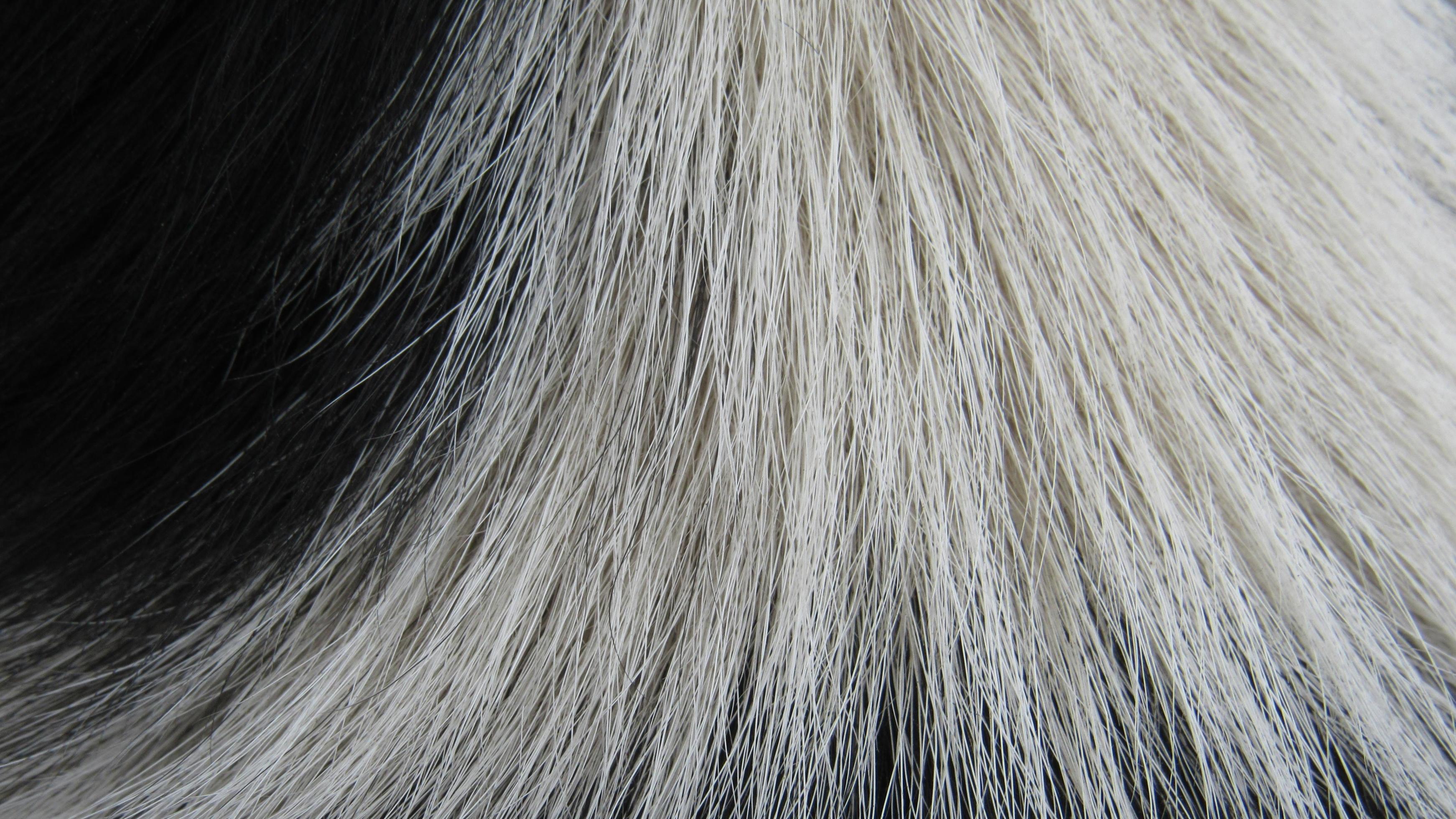 fur texture. close up of fur. fur background 6912195 Stock Photo at ...