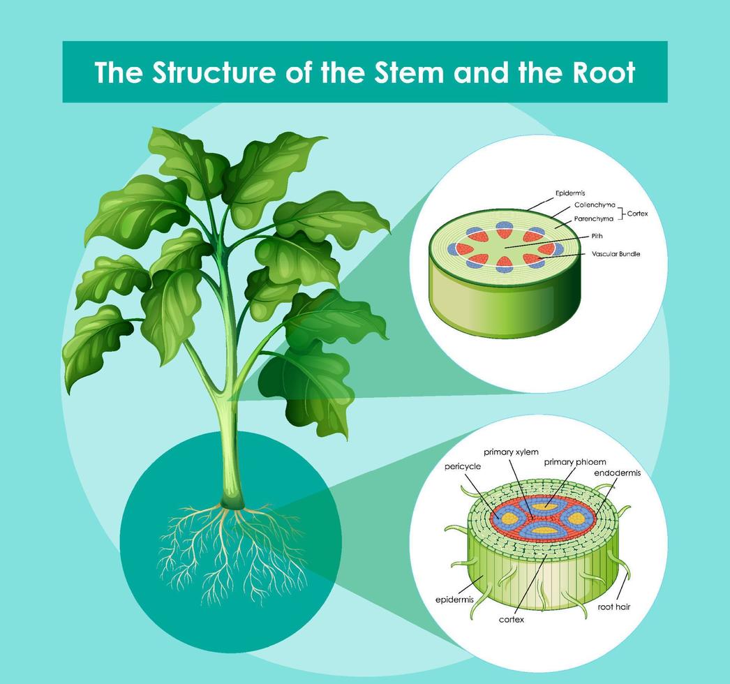 Root Stem Leaf Diagram