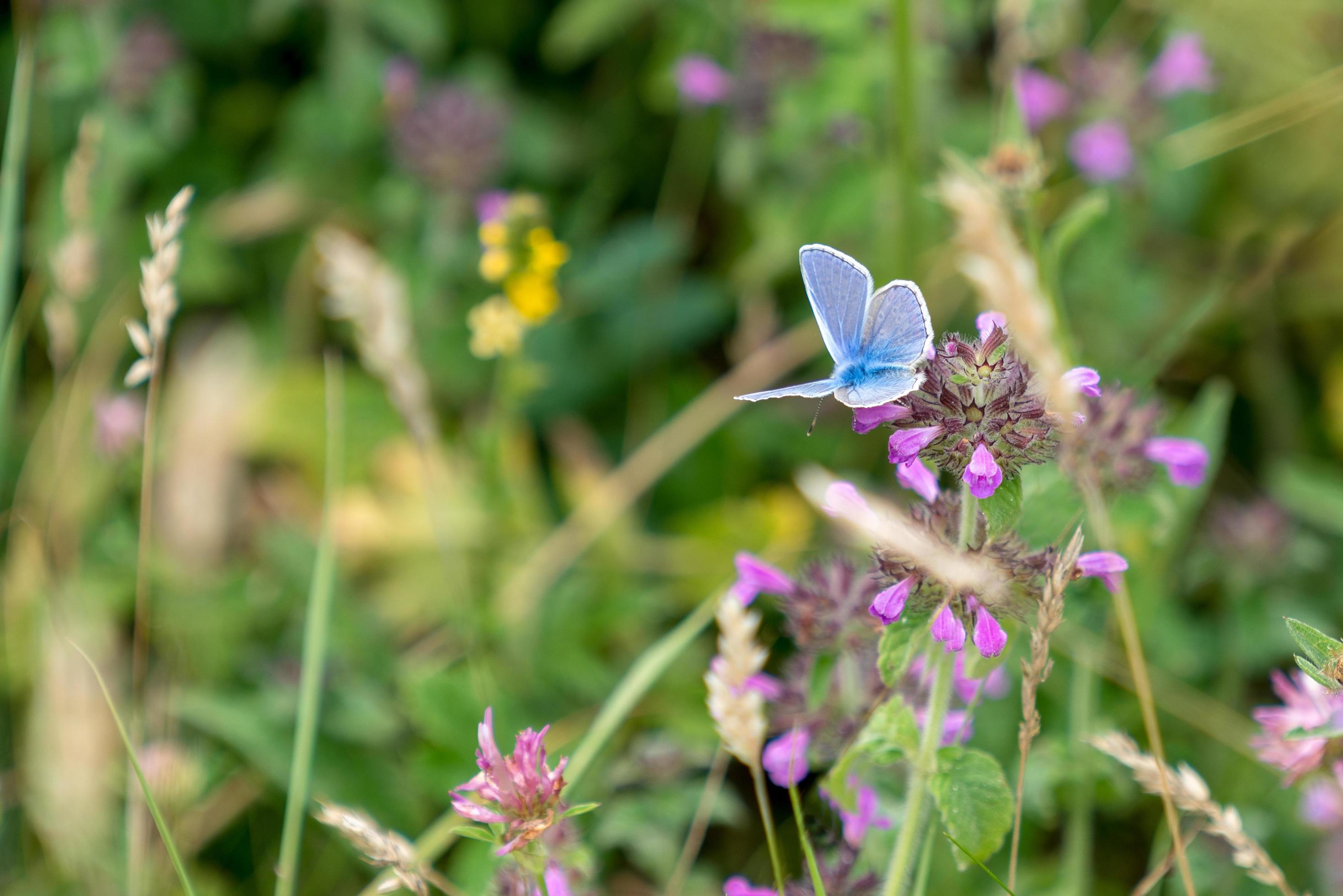 Adonis Blue Butterfly Feeding On A Pink Flower 6937028 Stock Photo At adonis-blue-butterfly-feeding-on-a-pink-flower-6937028-stock-photo-at