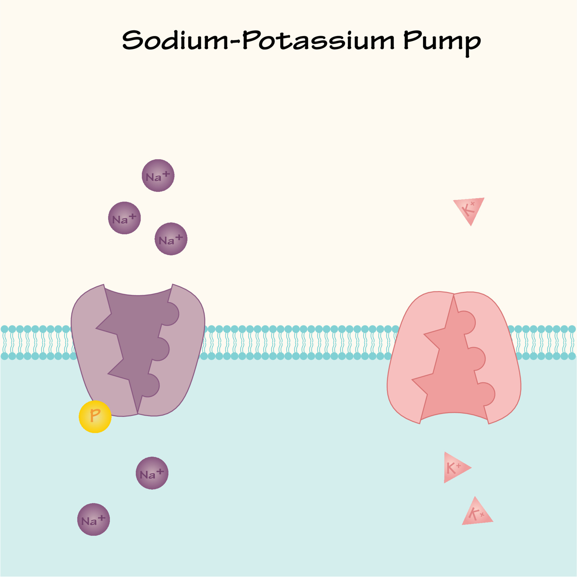 Sodium Potassium Pump Template 6998579 Vector Art At Vecteezy