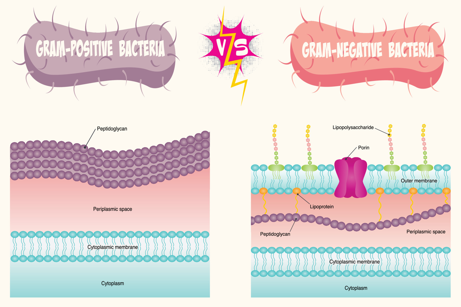 Gram Positive Vs Gram Negative Bacteria – Baysection Gram Positive Vs Gram Negative Bacteria – Baysection