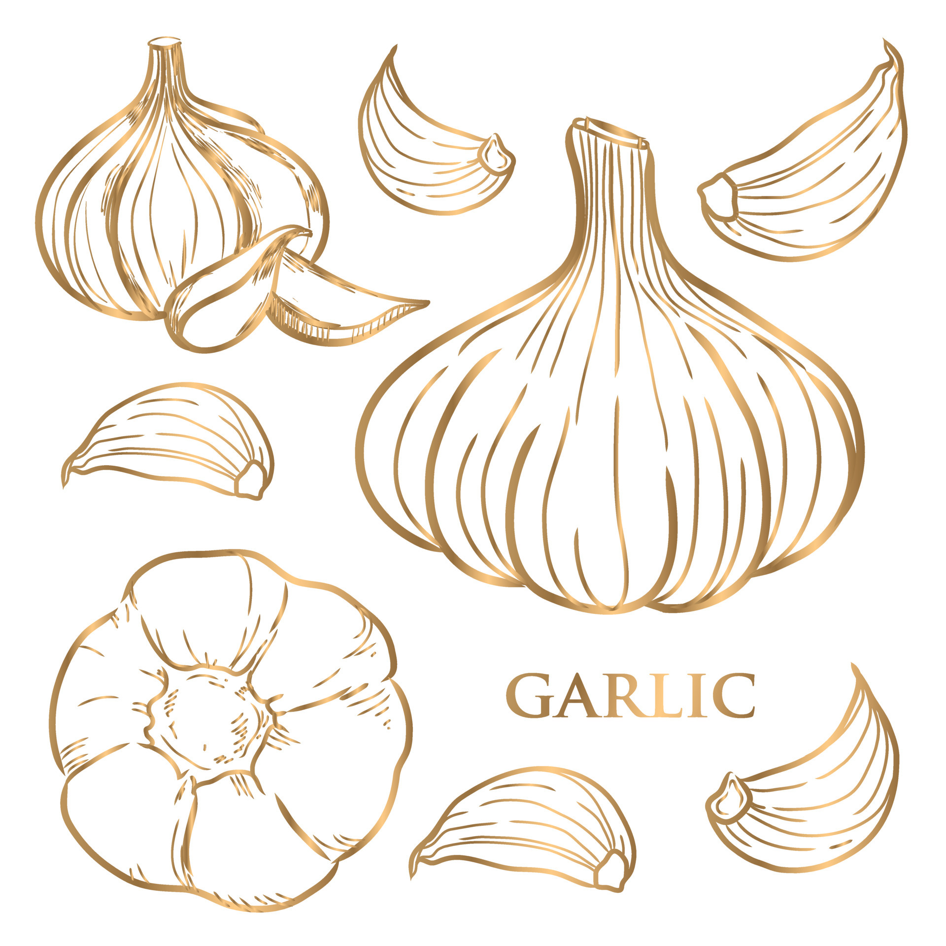 Vector hand drawn gold set of garlic. Herbs and spices sketch ... Vector hand drawn gold set of garlic. Herbs and spices sketch ...