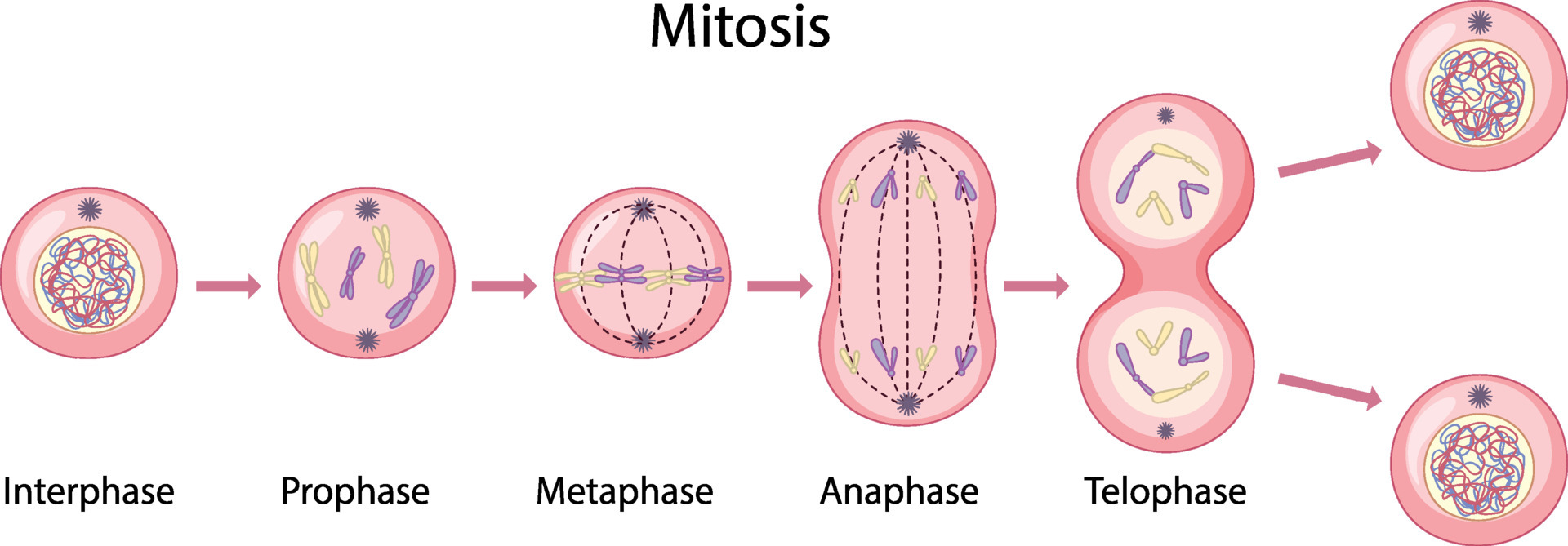 Mitosis Vector Art Icons And Graphics For Free Download