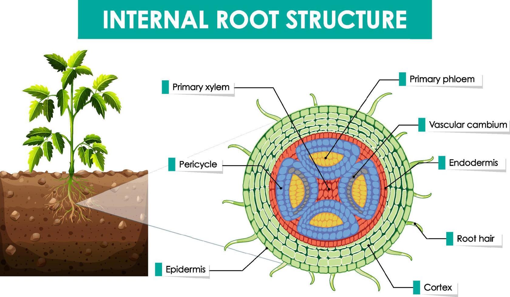 Diagram showing internal root structure 7012672 Vector Art at Vecteezy