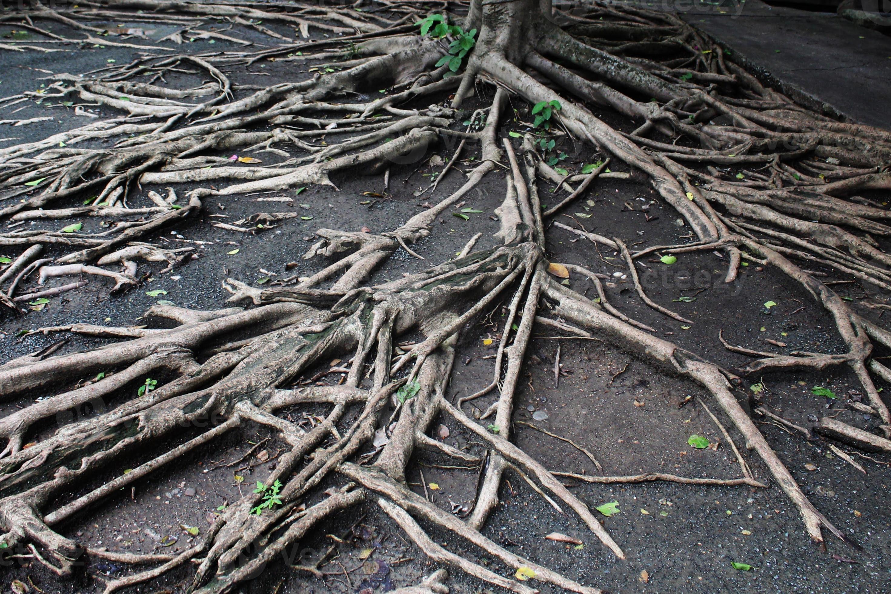 Many tree roots Natural background 7095431 Stock Photo at Vecteezy