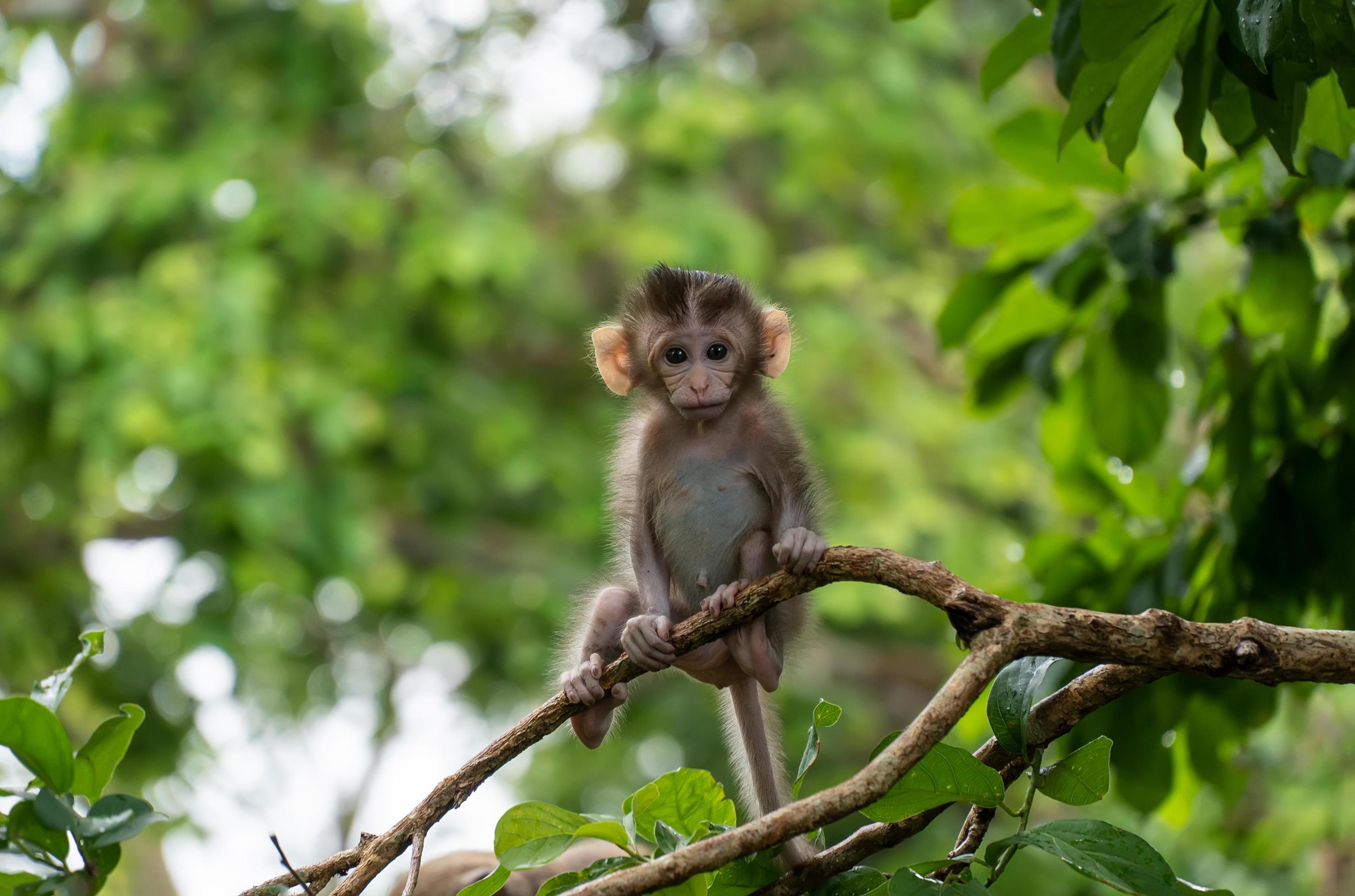 Cute Baby Monkey on tree in forest . Animal conservation and protecting ecosystems concept ...