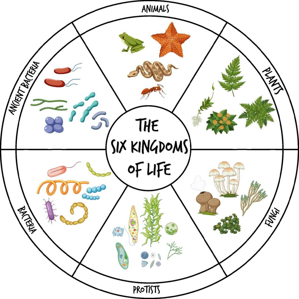 The six kingdoms of life 7141503 Vector Art at Vecteezy