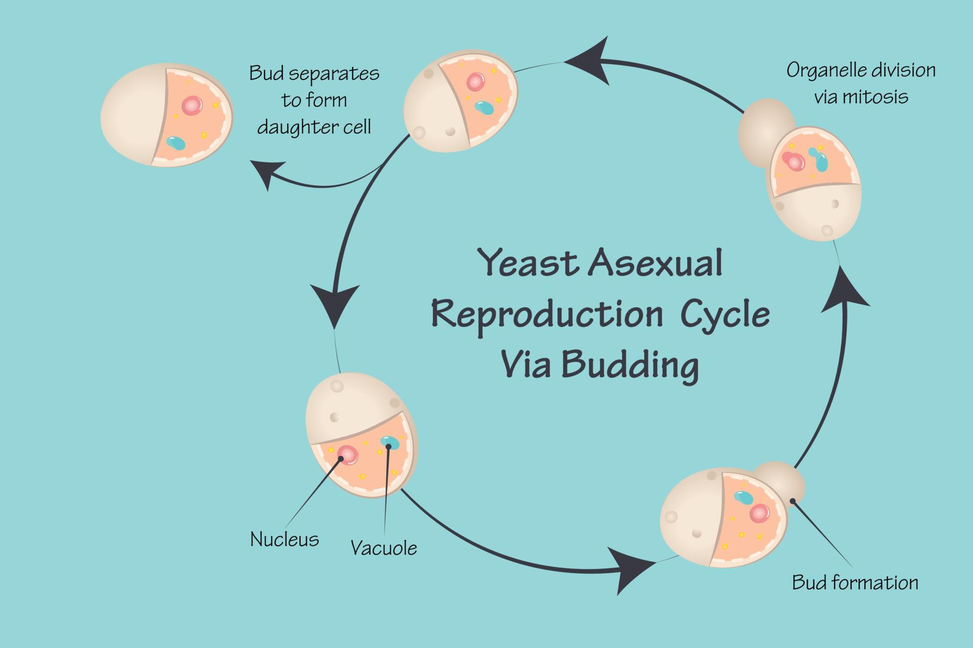 Yeast Asexual Reproduction Via Budding 7165630 Vector Art At Vecteezy