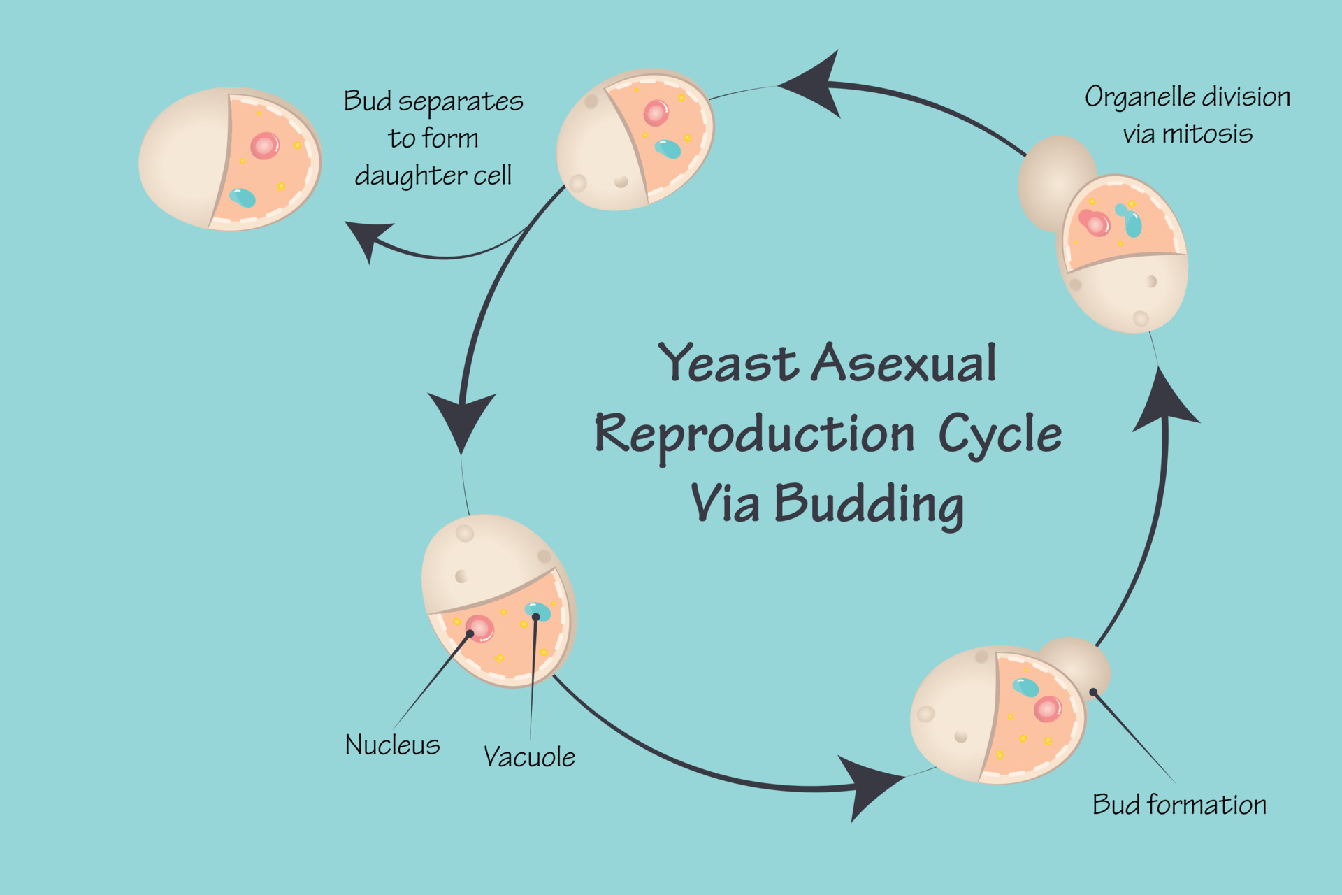 Yeast Asexual Reproduction Via Budding 7165630 Vector Art At Vecteezy