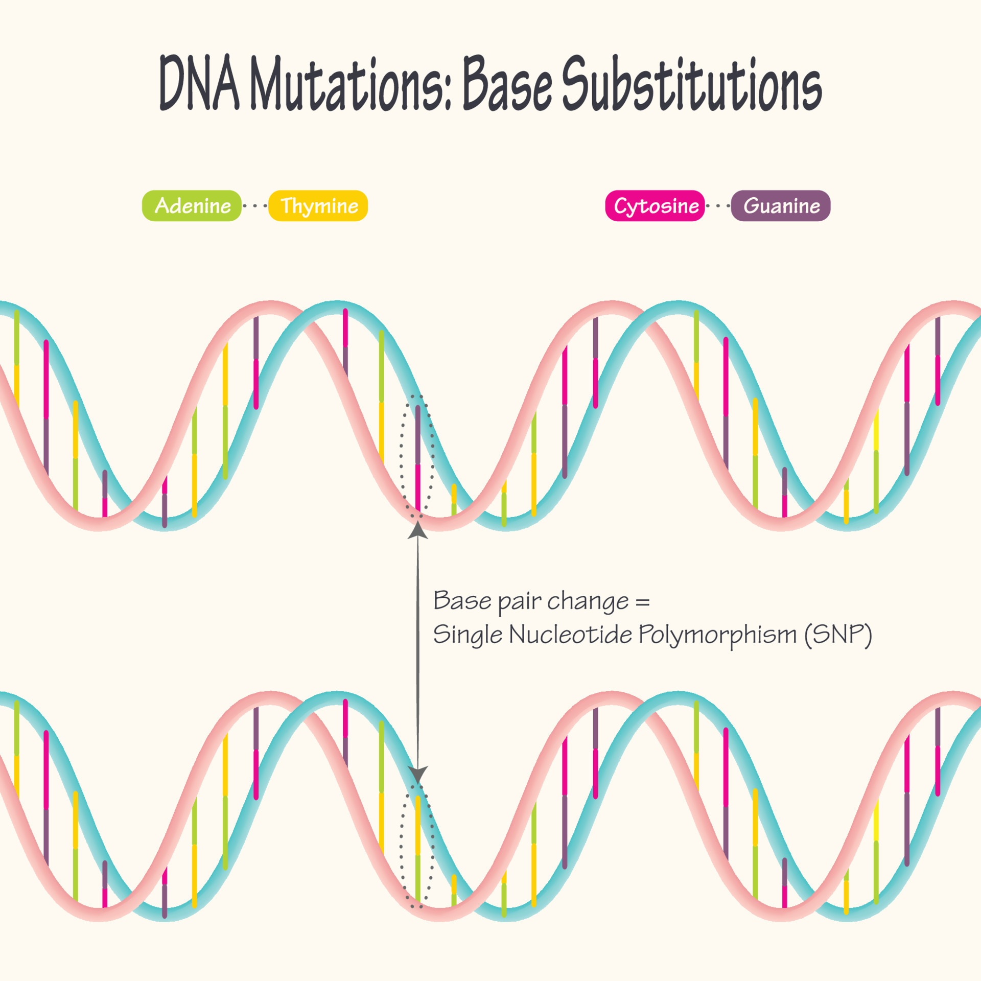 Substitution Mutation Diagram