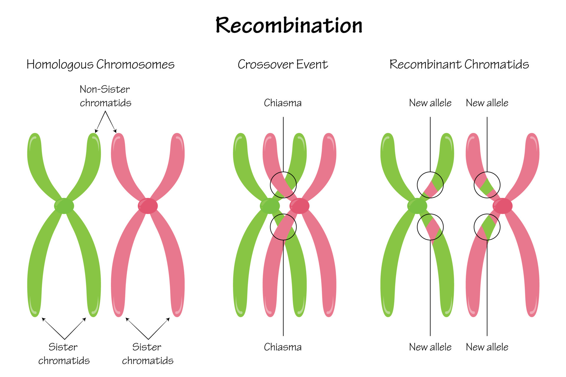 Chiasma Chromosome Recombination 7165650 Vector Art At Vecteezy