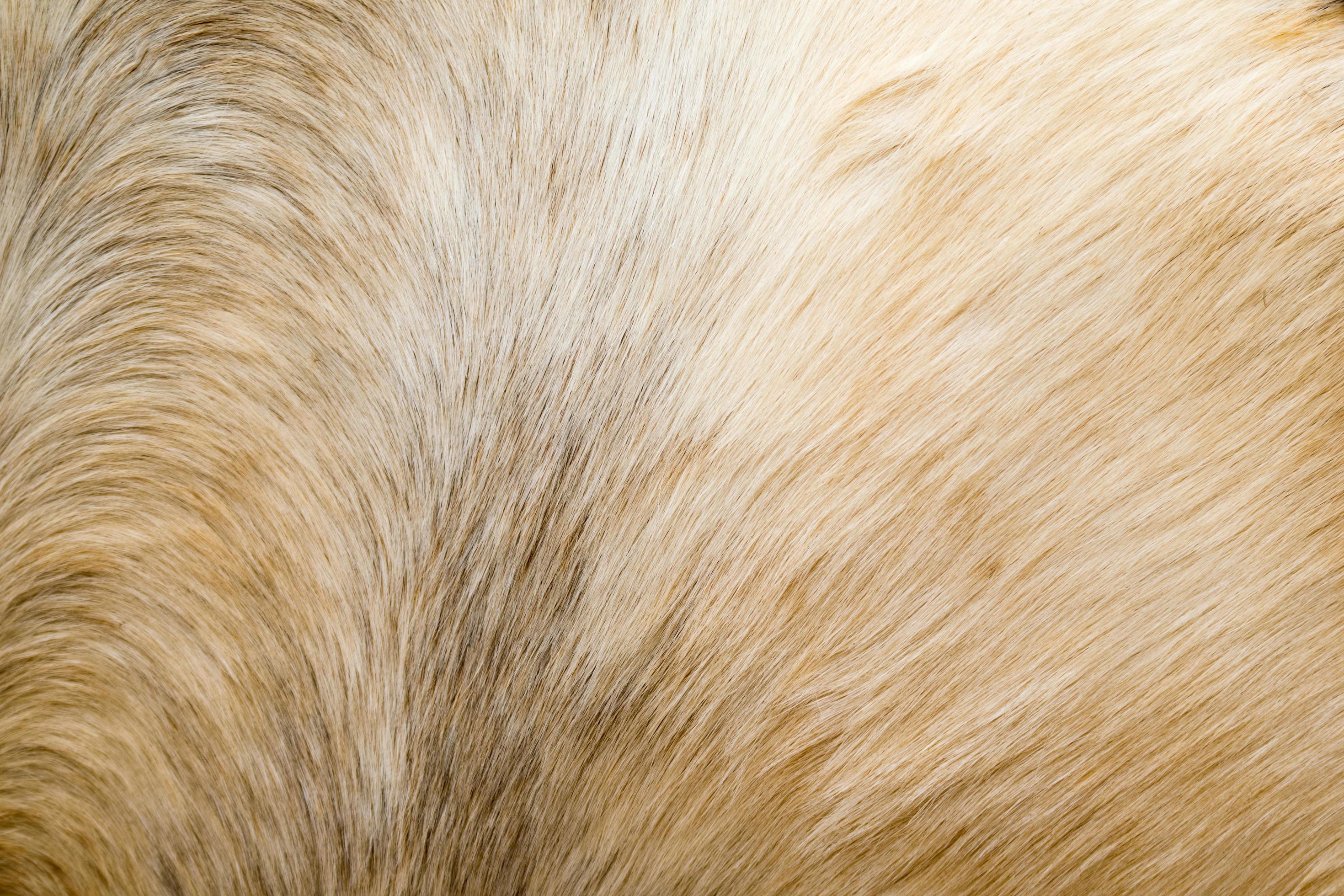 Brown horse fur background 7184218 Stock Photo at Vecteezy
