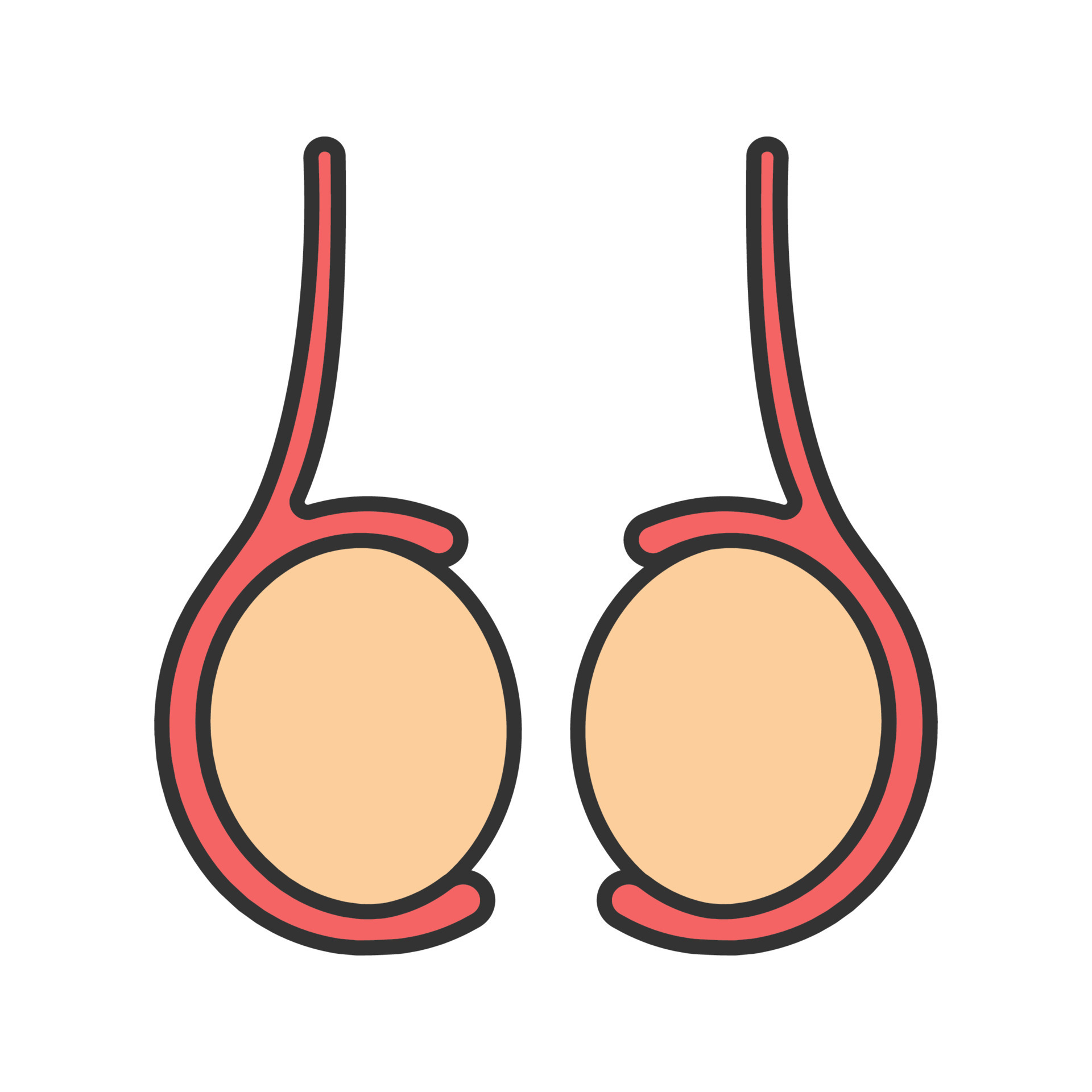 Testicles Color Icon Testis Male Reproductive Gland Isolated Vector