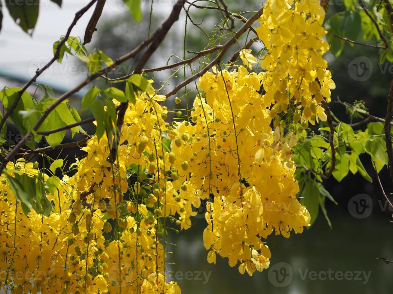 Cassia Flower Stock Photos, Images and Backgrounds for Free Download
