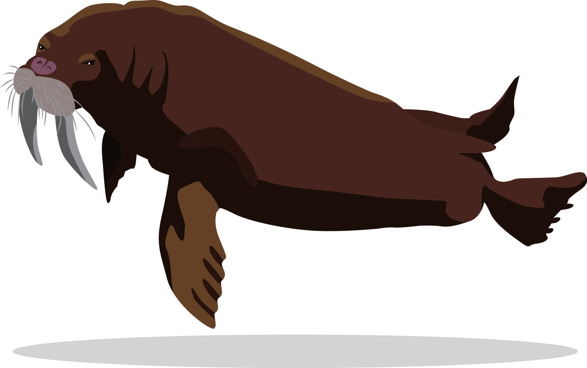 Swimming Walrus Drawing