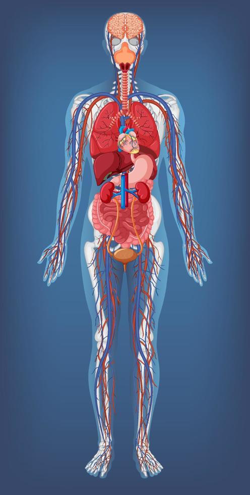 Anatomical Structure Human Body 7298162 Vector Art at Vecteezy Anatomical Structure Human Body 7298162 Vector Art at Vecteezy