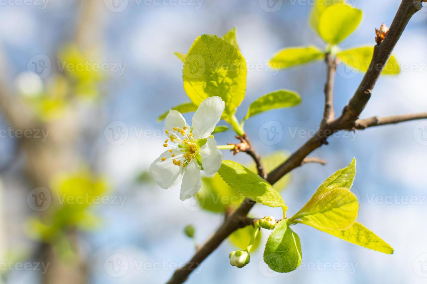 Flowering fruit trees in spring in the garden. White plum blossom on a ...
