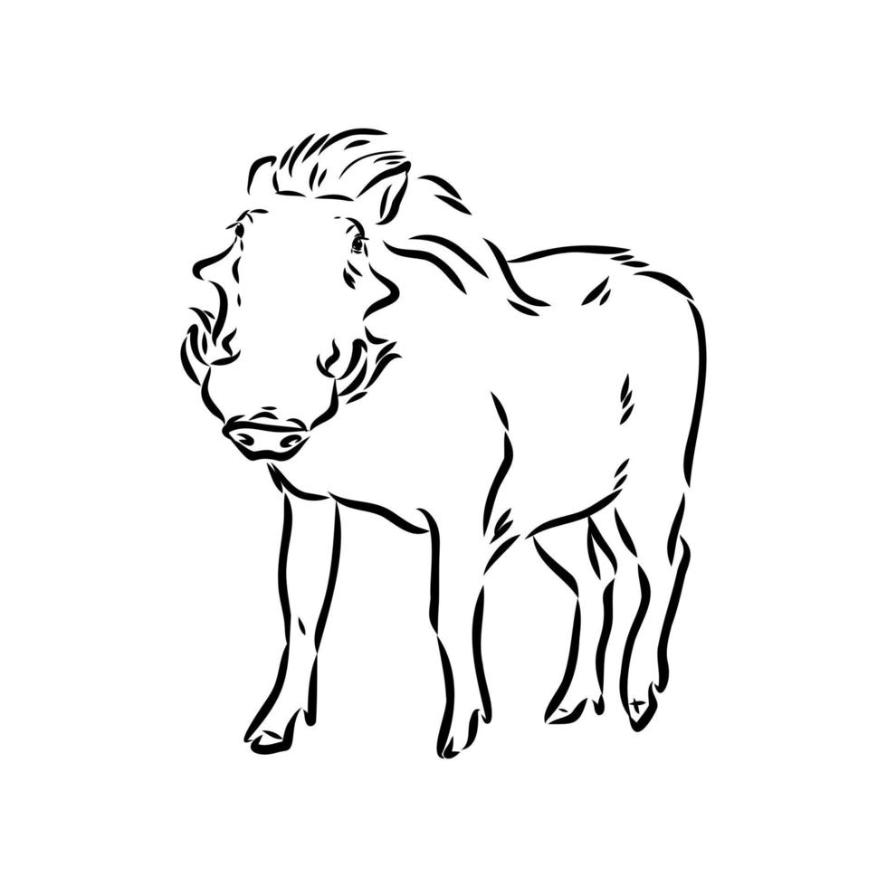 warthog vector sketch 7307758 Vector Art at Vecteezy warthog vector sketch 7307758 Vector Art at Vecteezy