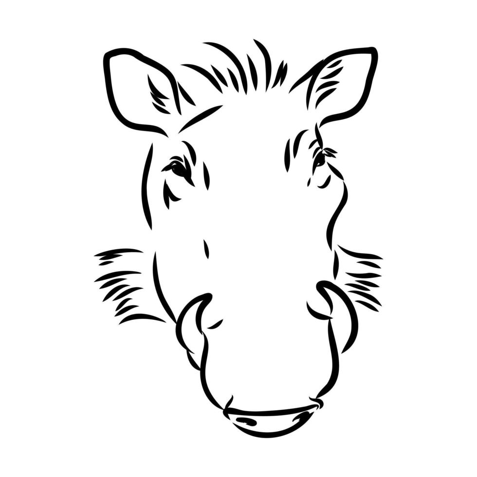warthog vector sketch 7310084 Vector Art at Vecteezy warthog vector sketch 7310084 Vector Art at Vecteezy