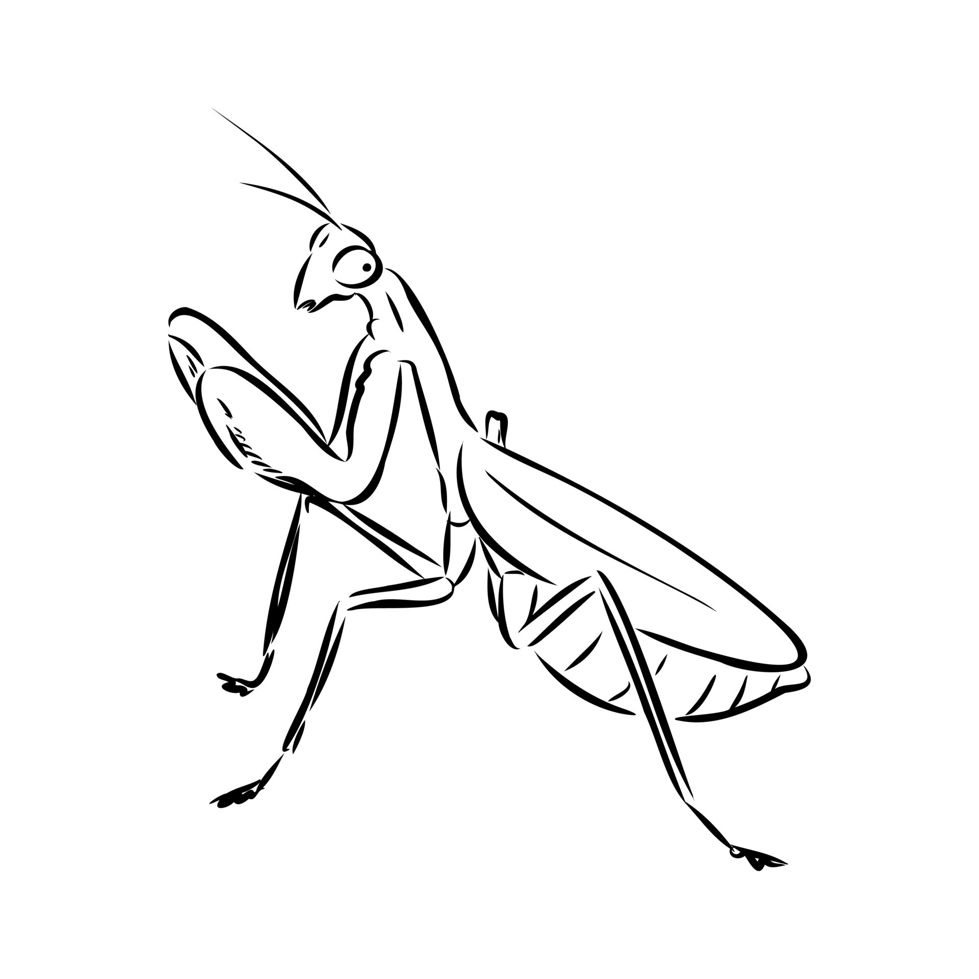 mantis vector sketch 7310089 Vector Art at Vecteezy