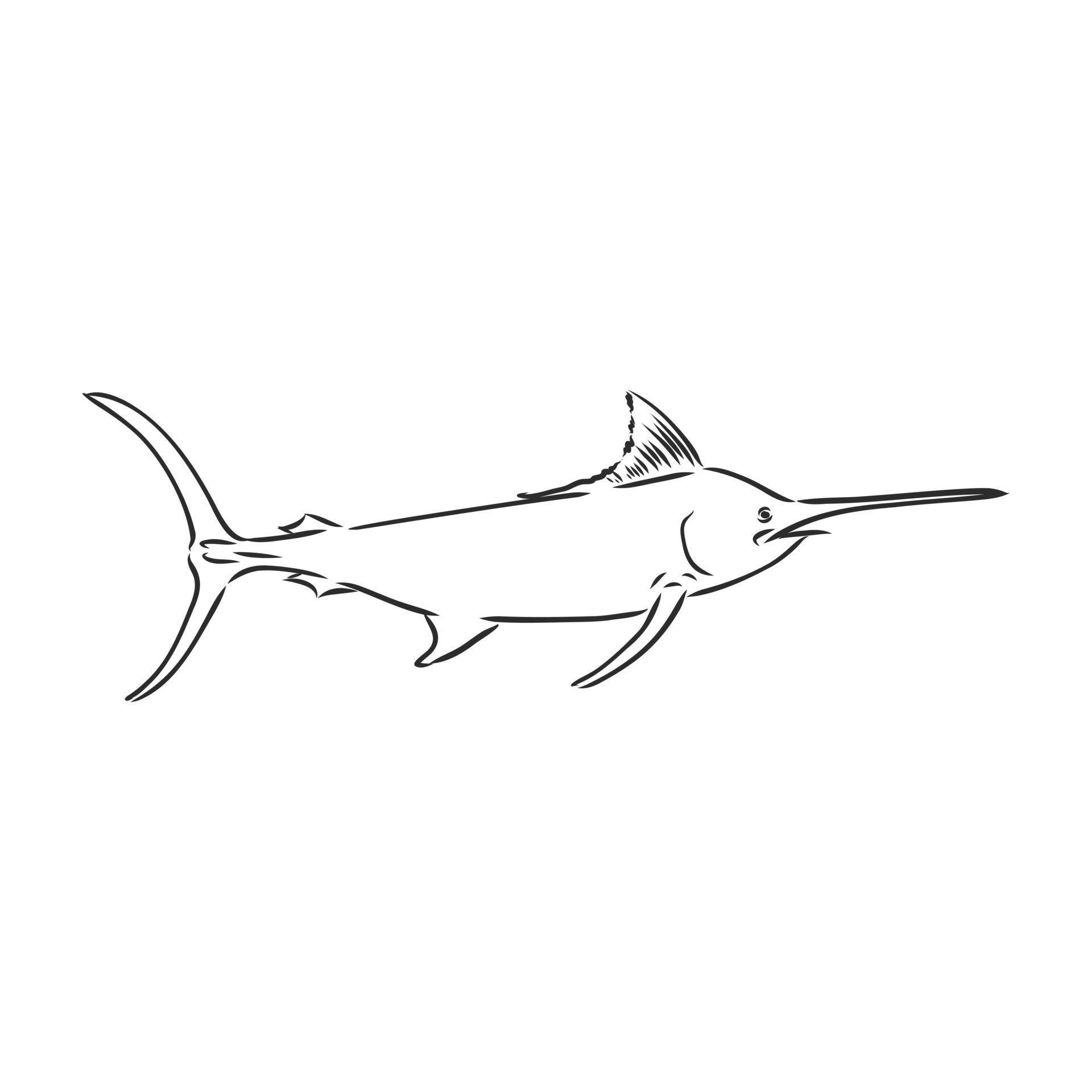 marlin vector sketch 7310205 Vector Art at Vecteezy