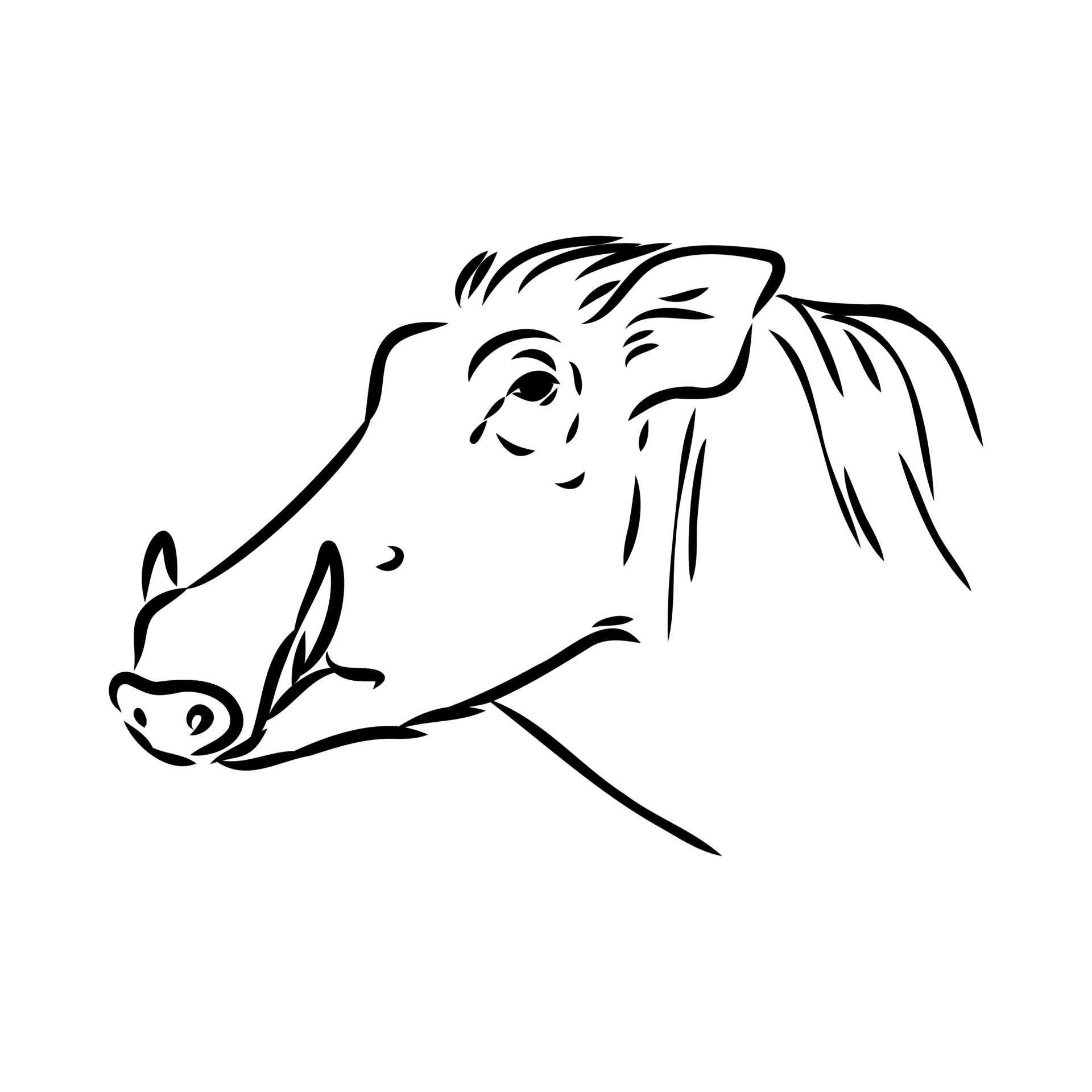 warthog vector sketch 7310285 Vector Art at Vecteezy warthog vector sketch 7310285 Vector Art at Vecteezy