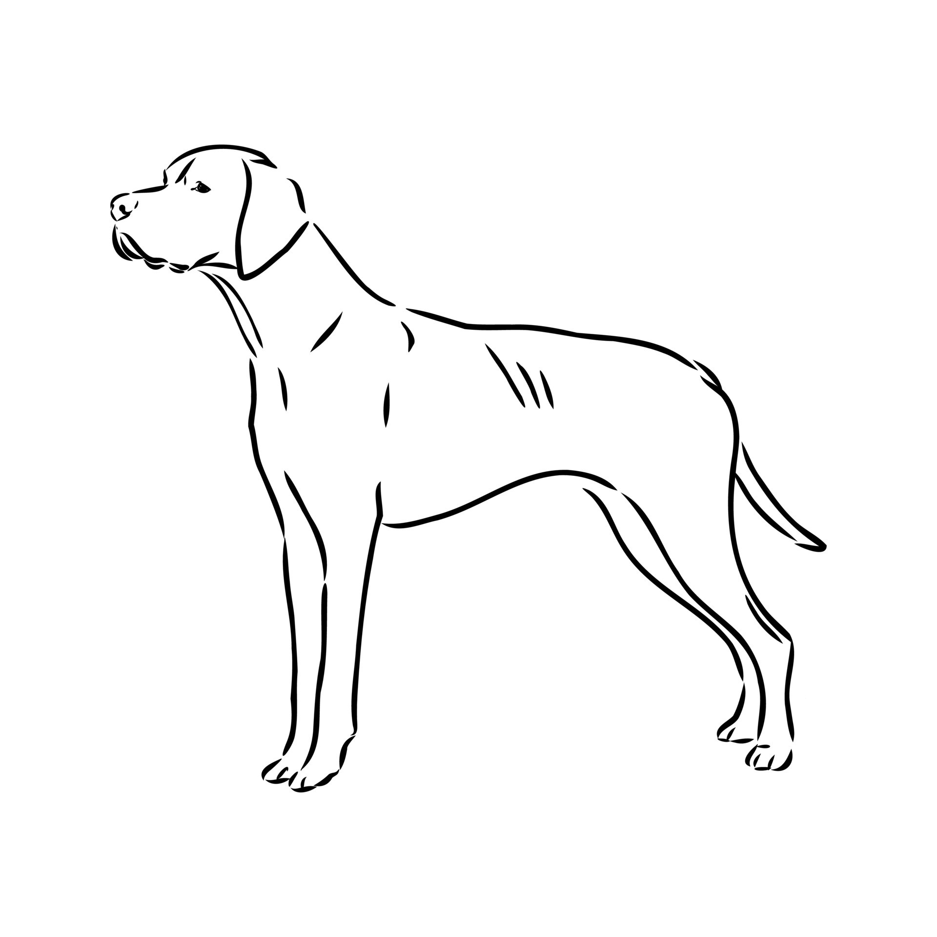 pointer dog vector sketch 7310375 Vector Art at Vecteezy