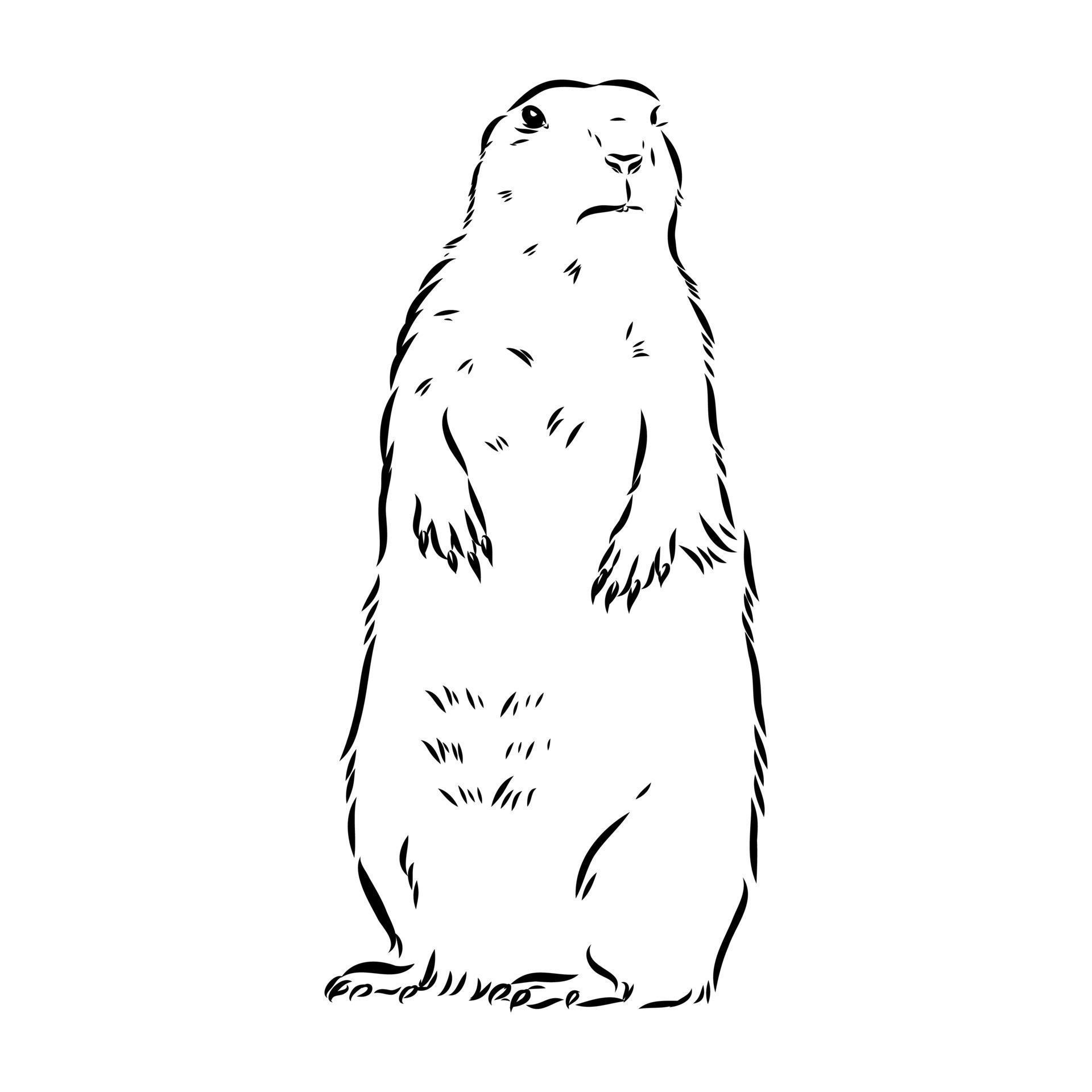 groundhog vector sketch 7310616 Vector Art at Vecteezy