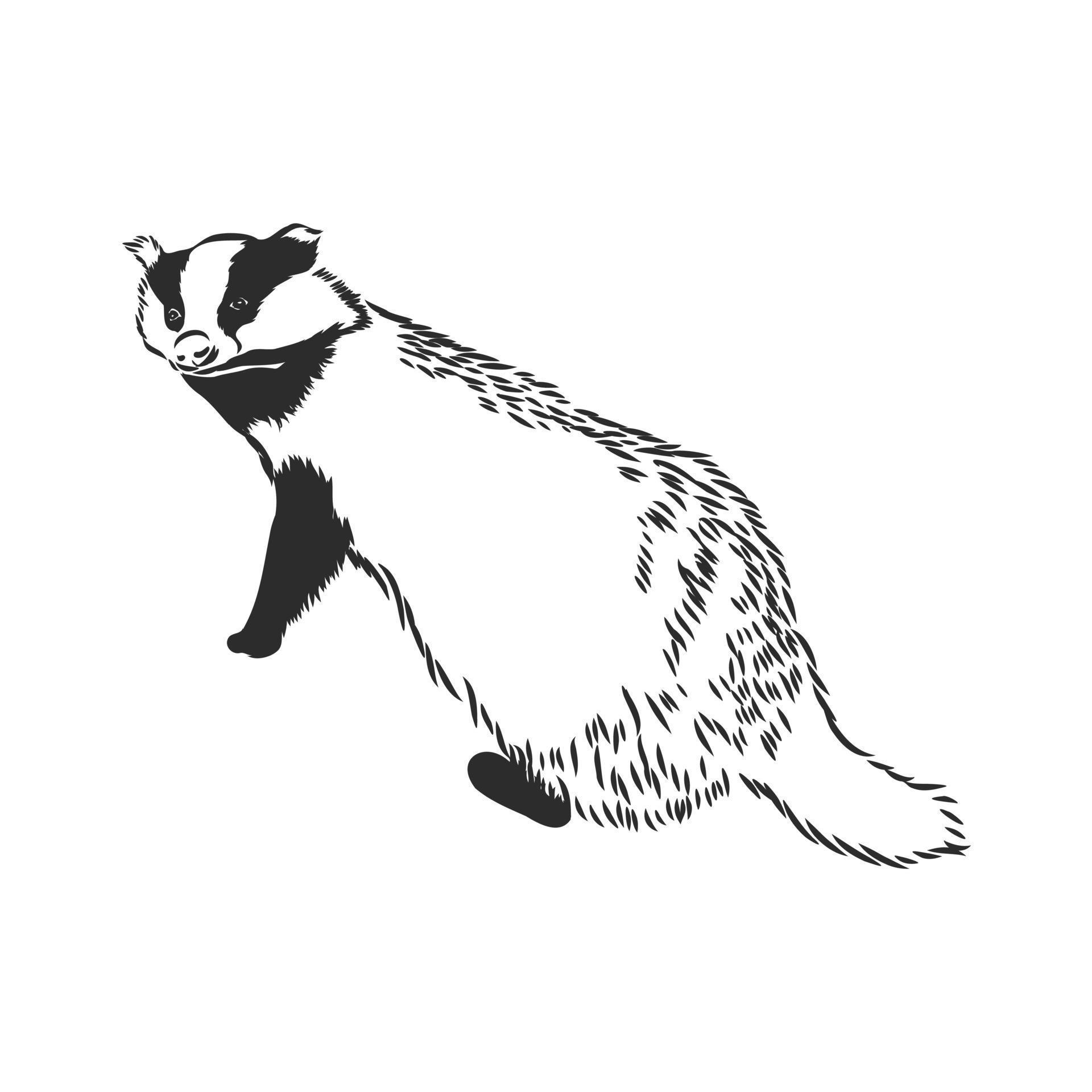 bosquejo del vector del tejón 7310921 Vector en Vecteezy