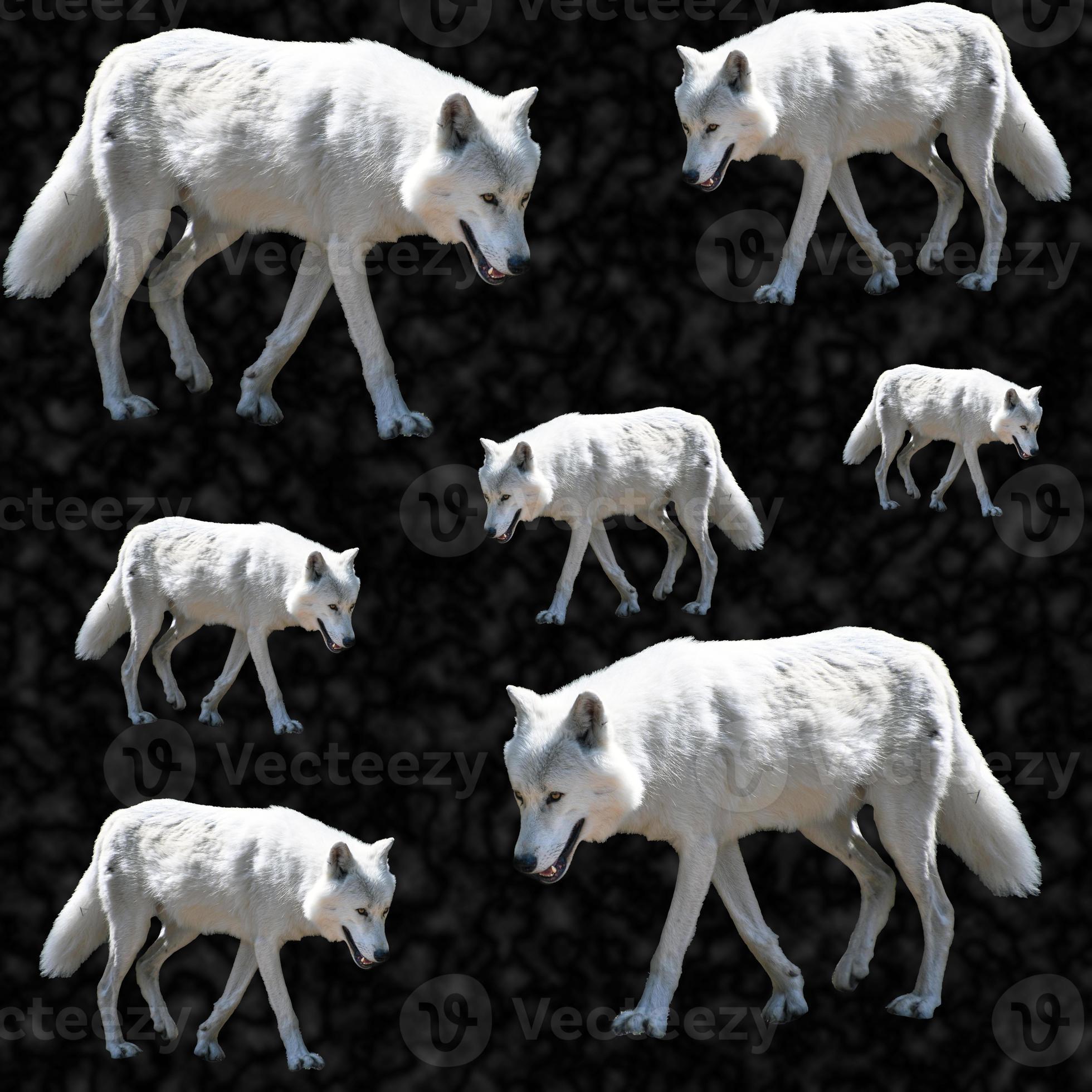 Seamless Wolf Fur Texture