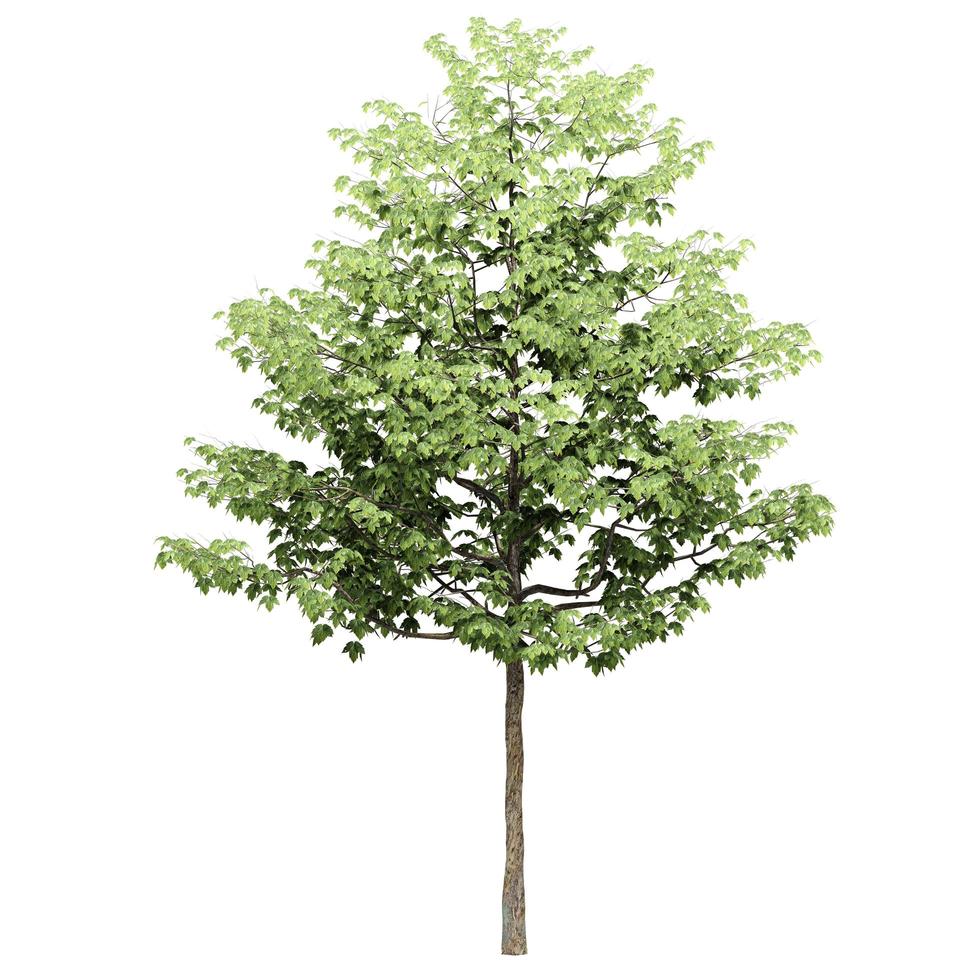 Beautiful 3D Trees Isolated on white background , Use for visualization ...
