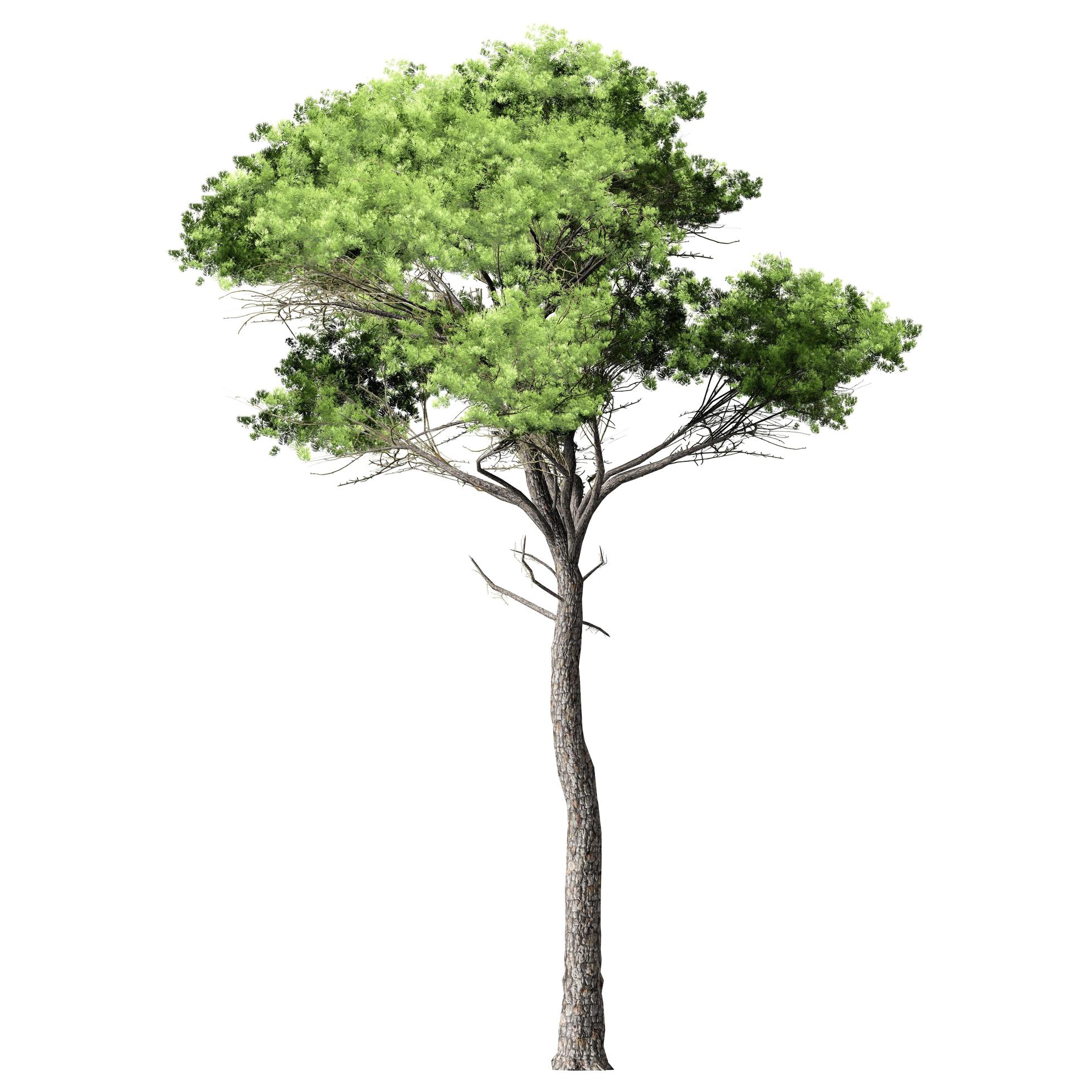 Beautiful 3D Trees Isolated on white background , Use for visualization ...