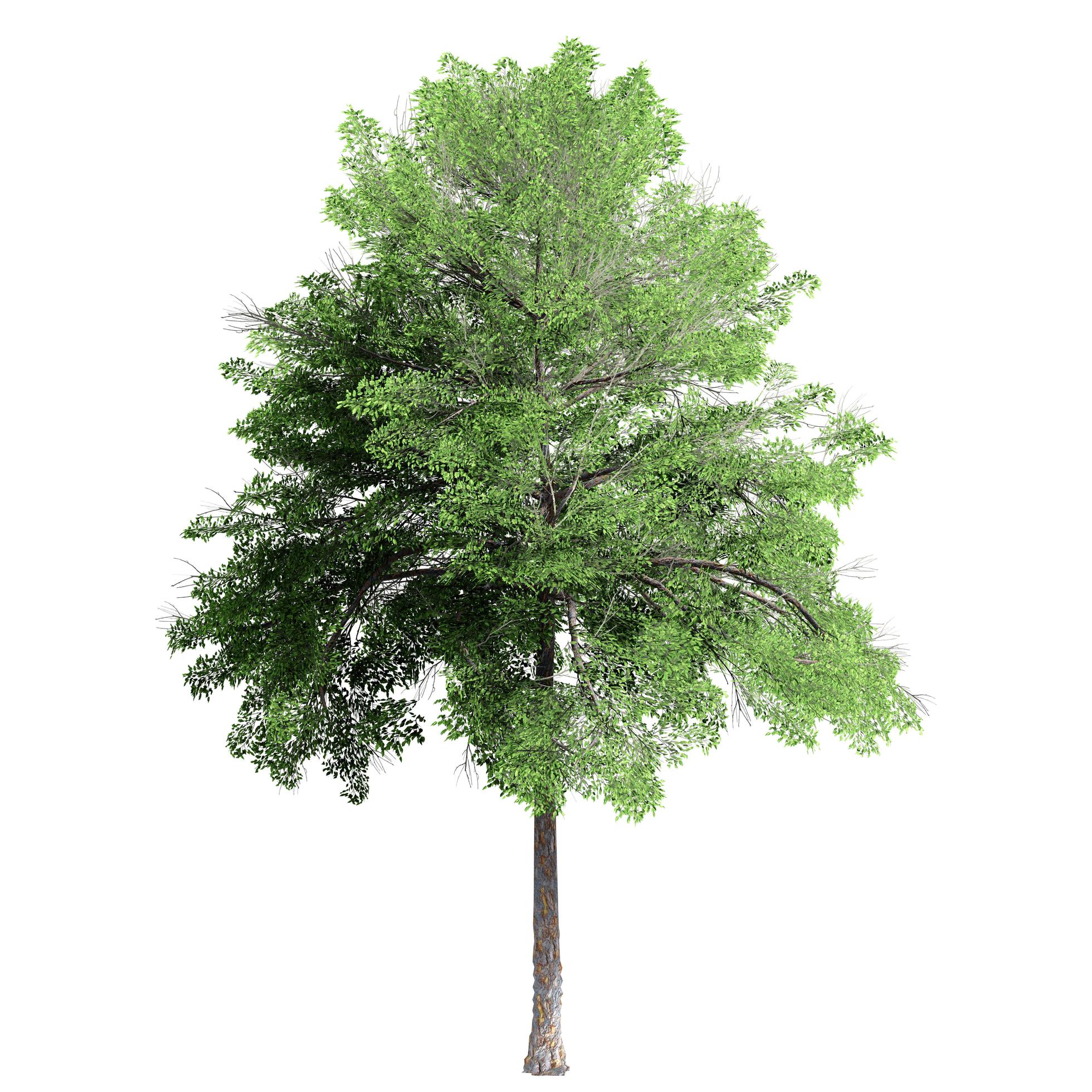 Beautiful 3D Trees Isolated on white background , Use for visualization ...