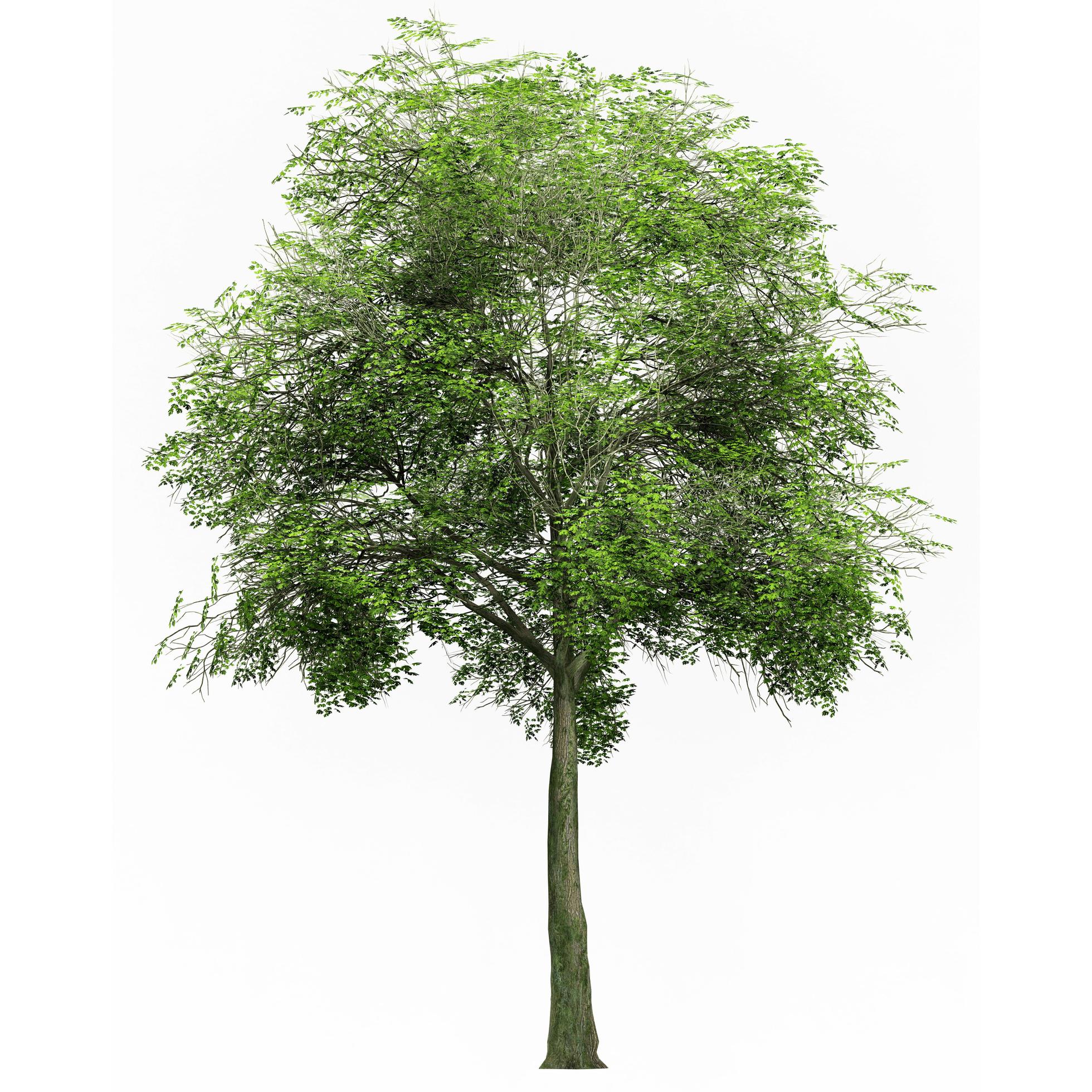 Beautiful 3D Trees Isolated on white background , Use for visualization in architectural design ...
