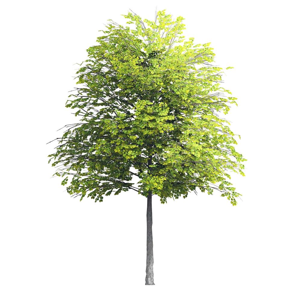 Beautiful 3D Trees Isolated on white background , Use for visualization ...
