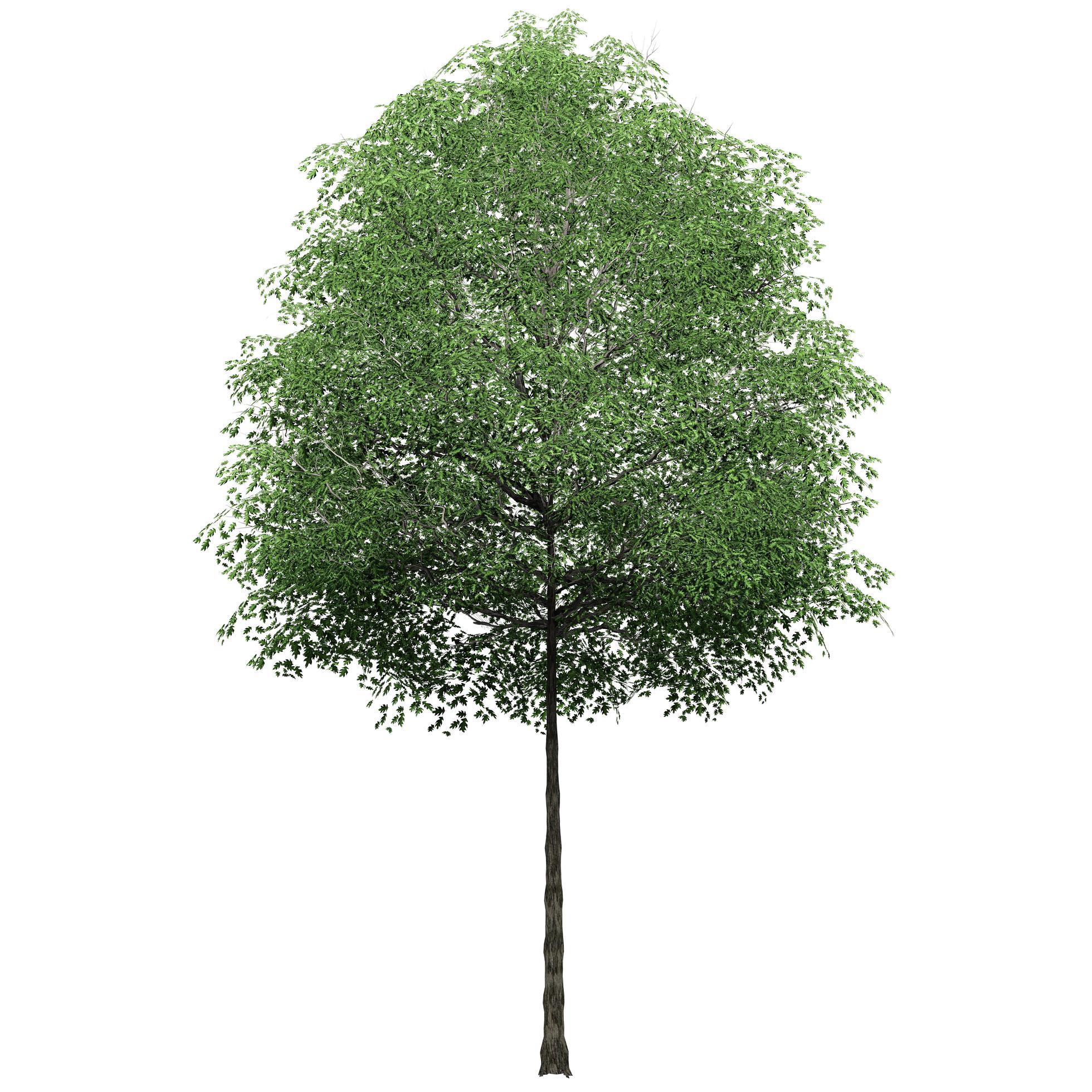 Beautiful 3D Trees Isolated on white background , Use for visualization ...