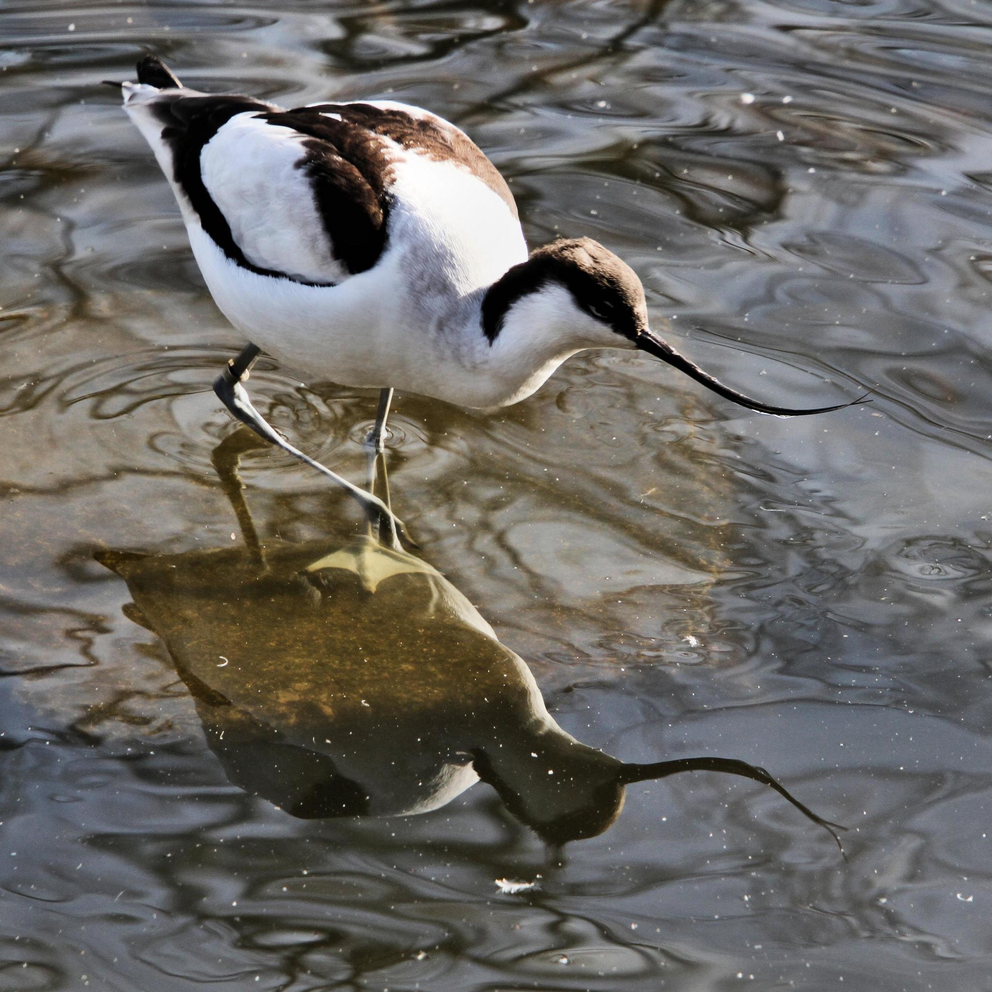 A view of an Avocet 7430228 Stock Photo at Vecteezy