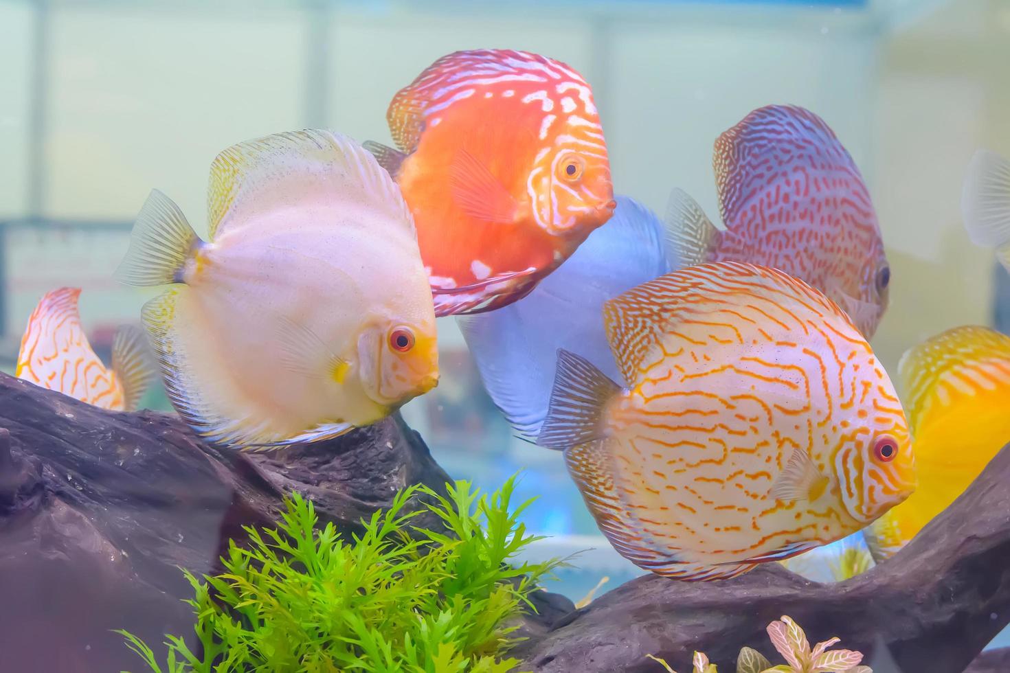 Pompadour in the cabinet 7441153 Stock Photo at Vecteezy