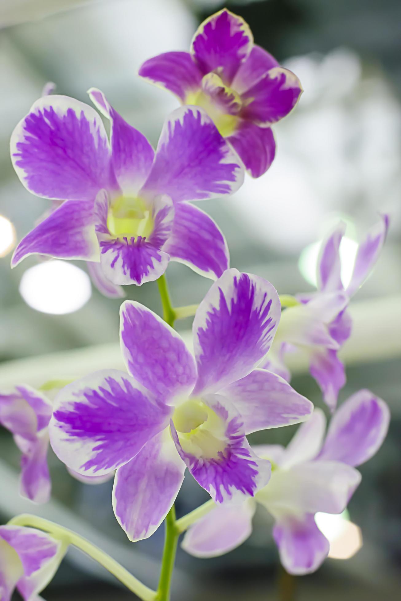 Orchidaceae Is A Diverse And Widespread Family Of Flowering Plants orchidaceae-is-a-diverse-and-widespread-family-of-flowering-plants