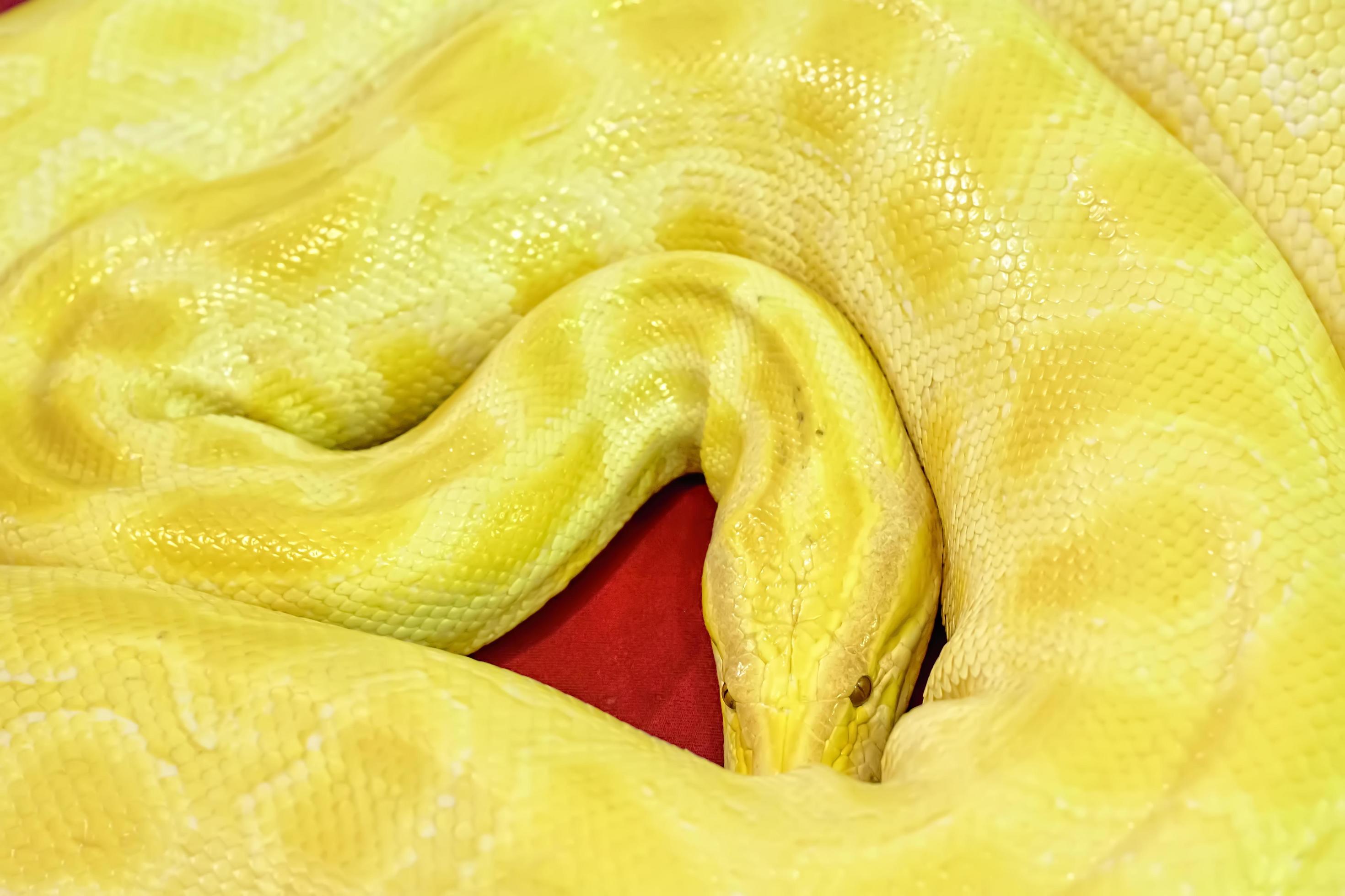 Albino Burmese python 7446925 Stock Photo at Vecteezy