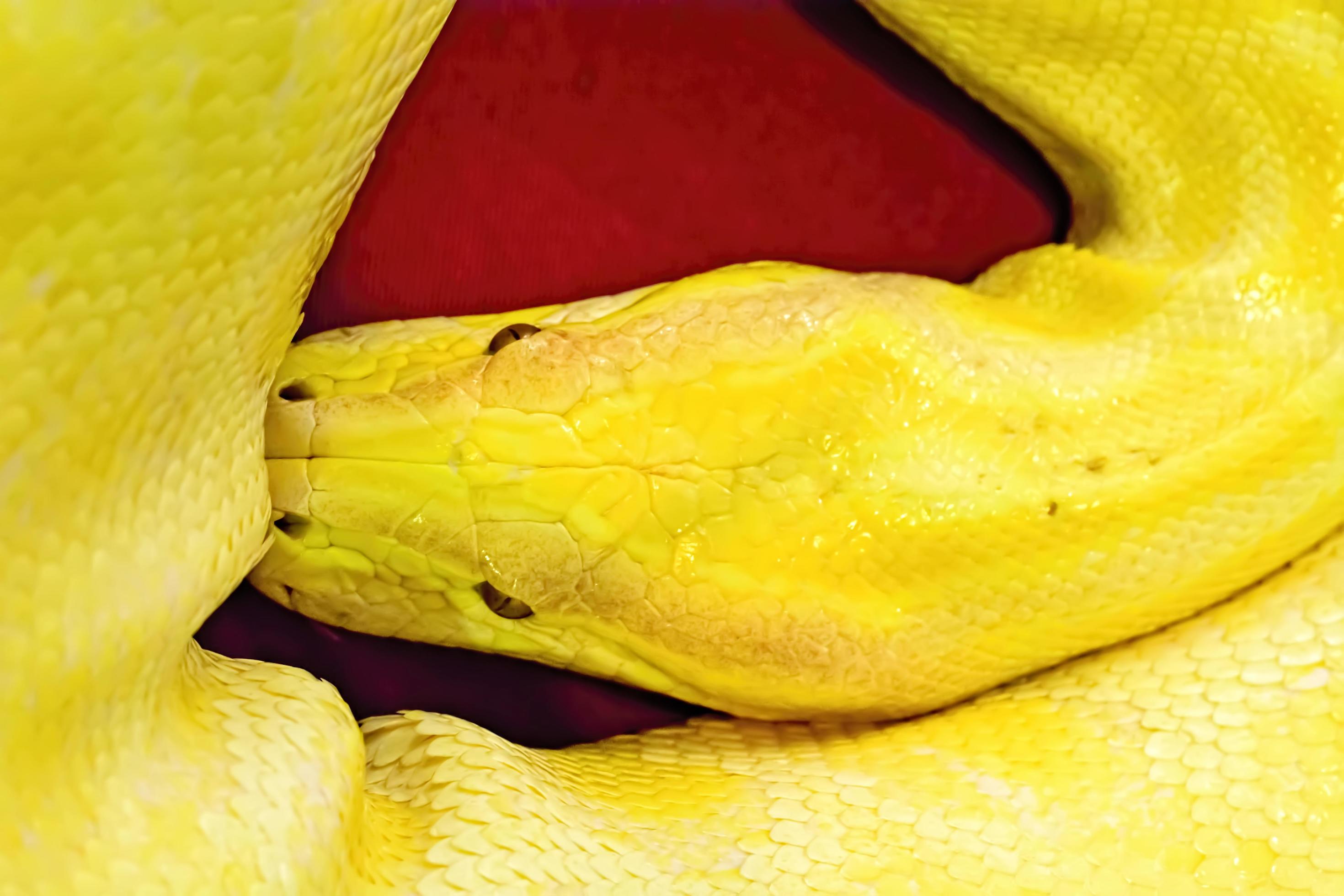 Albino Burmese python 7447689 Stock Photo at Vecteezy