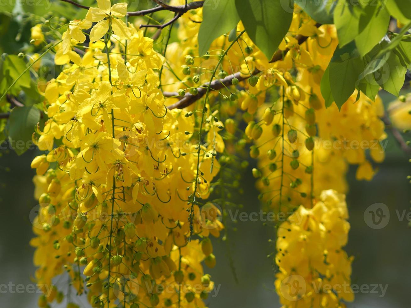 Cassia fistula, Golden Shower Tree yellow flower blooming beautiful bouquet in garden blurred of ...