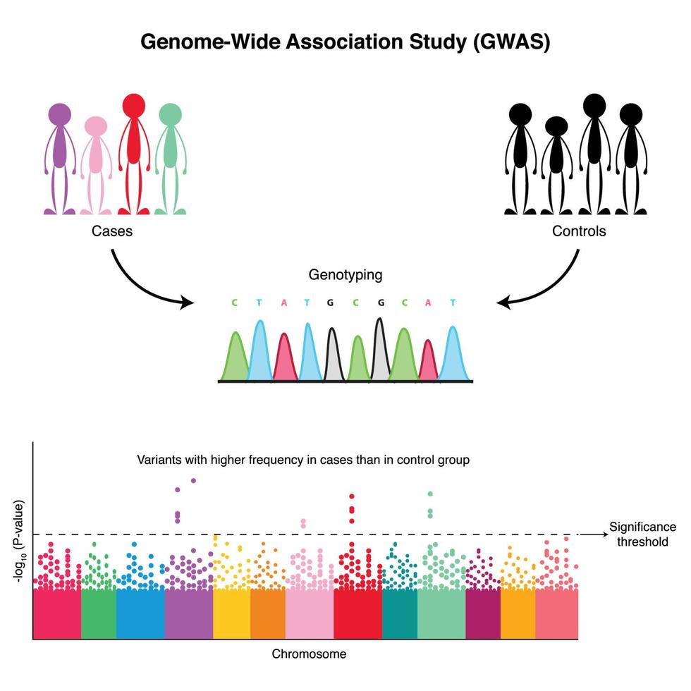 Genome-Wide Association Study Diagram 7508599 Vector Art at Vecteezy Genome-Wide Association Study Diagram 7508599 Vector Art at Vecteezy