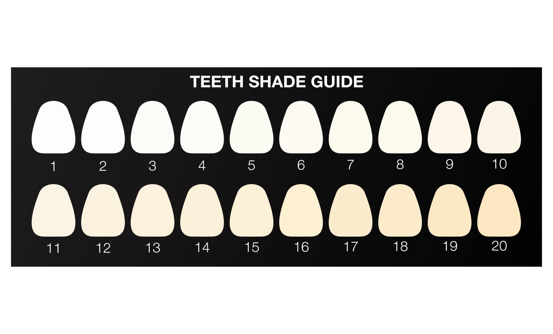 Teeth Whitening Shade Guide Dental Colour Chart Flat Illustration