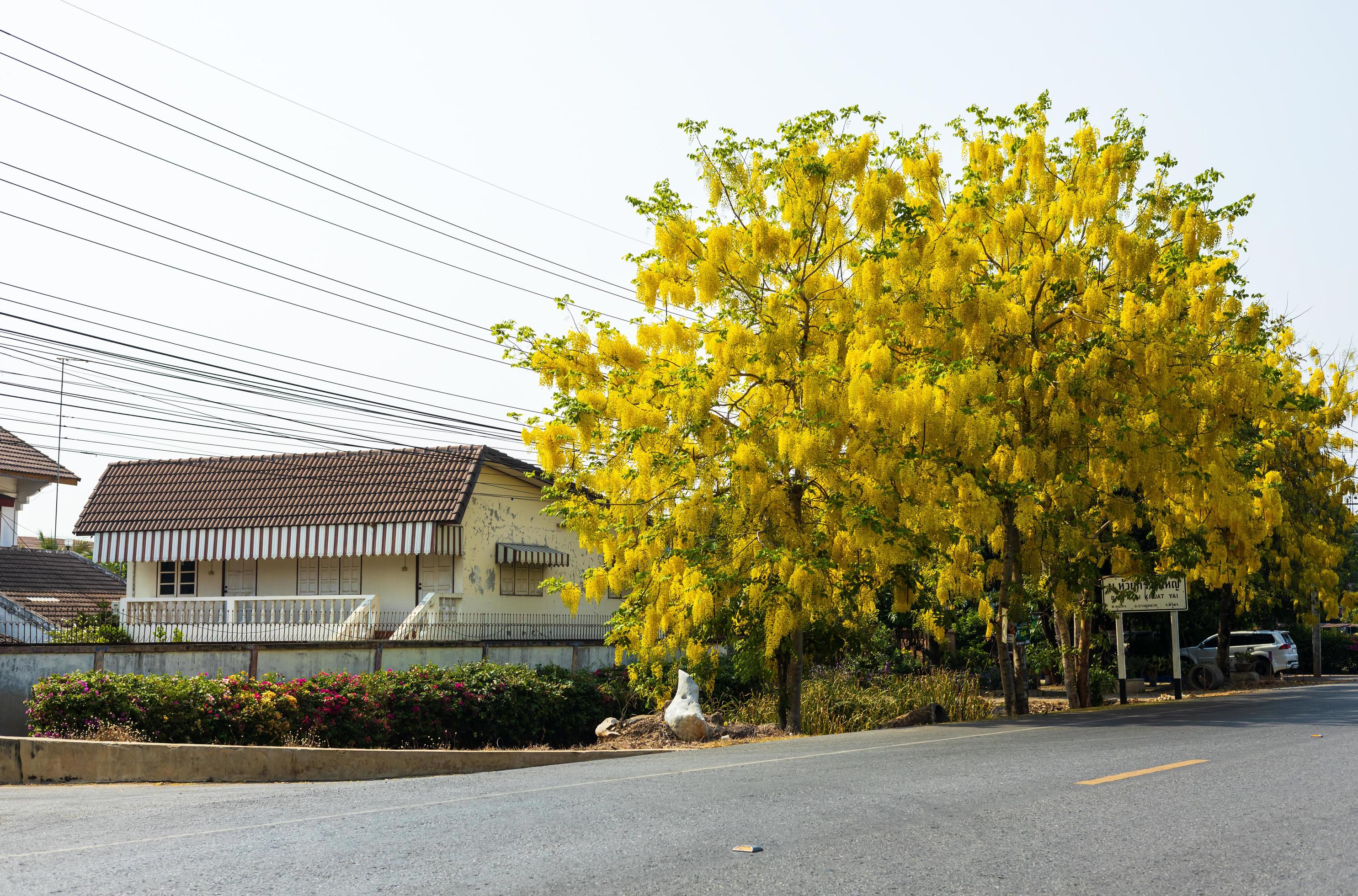 Cassia fistula, Golden Shower Tree, which has beautiful yellow blossoms in full bloom in summer ...